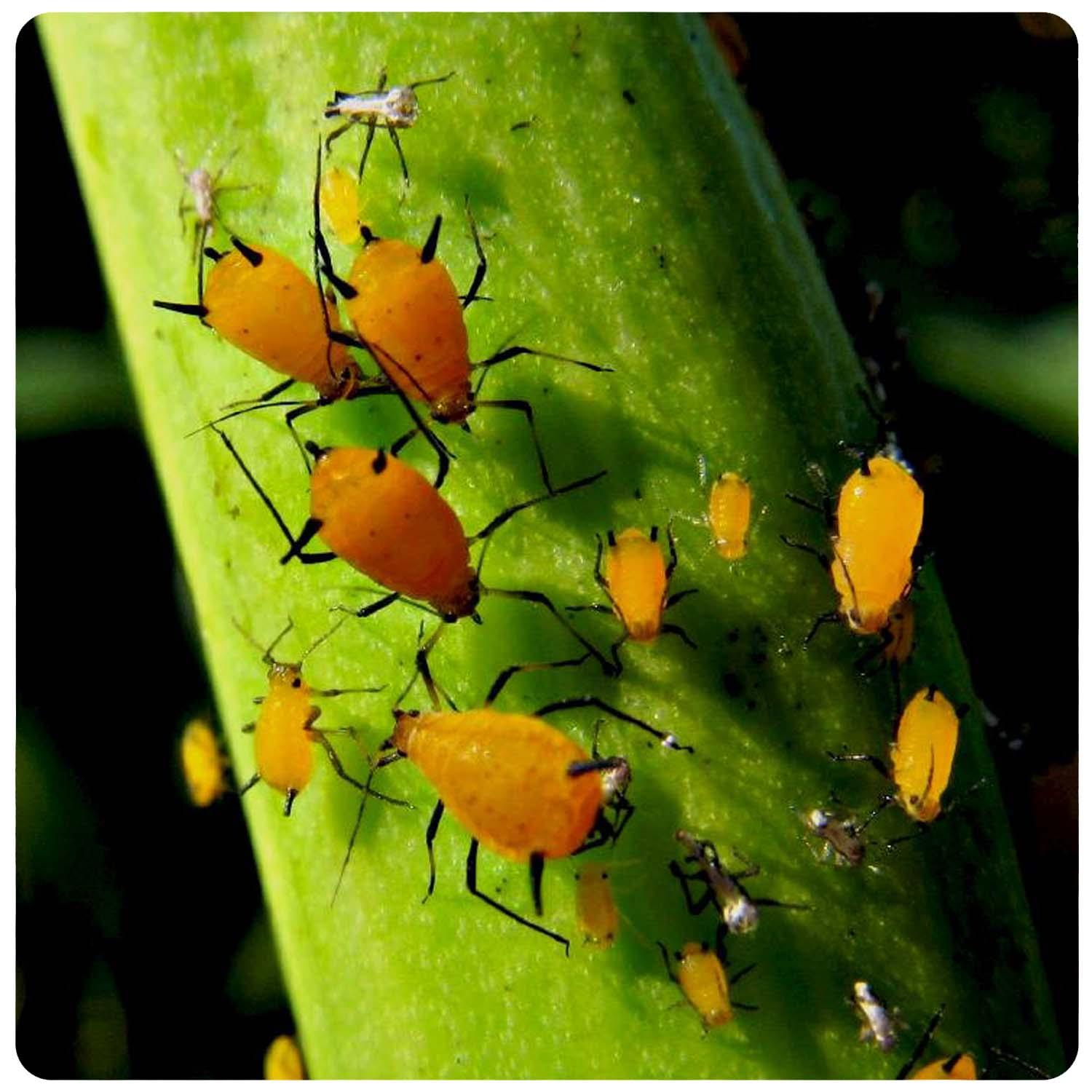How To Tackle Pests On Your Indoor Plants – Roger's Gardens