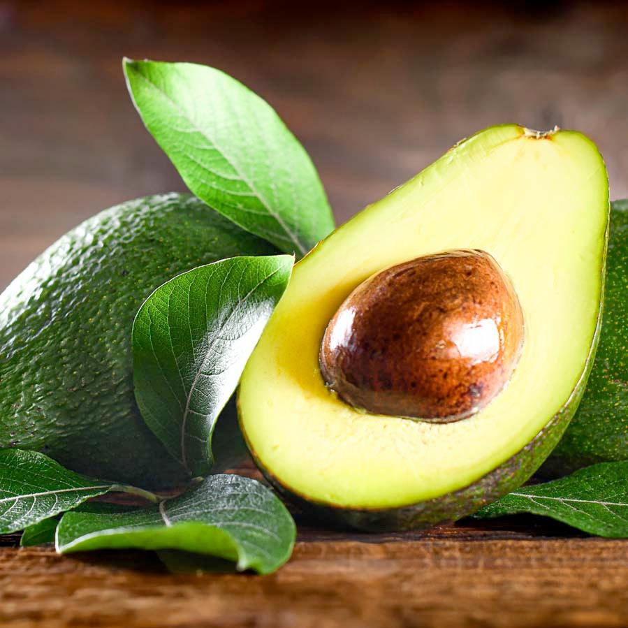 All About Mo’s Avocados at Roger’s Gardens – Roger's Gardens