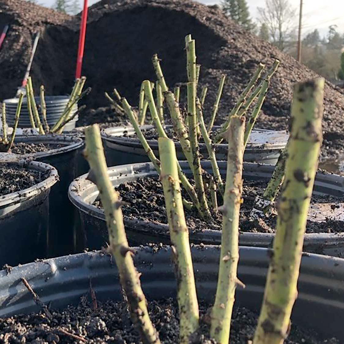 How to Plant & Maintain Early Season Roses – Roger's Gardens