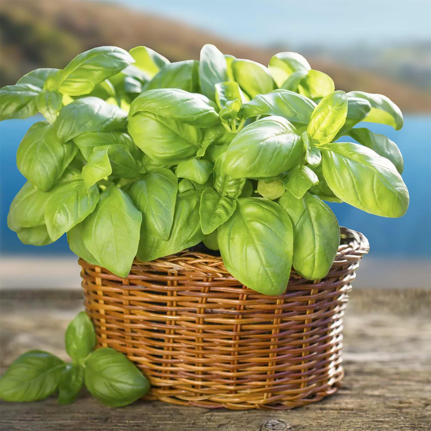 Sun-Kissed Basil: The Top Varieties for Southern California Gardens ...