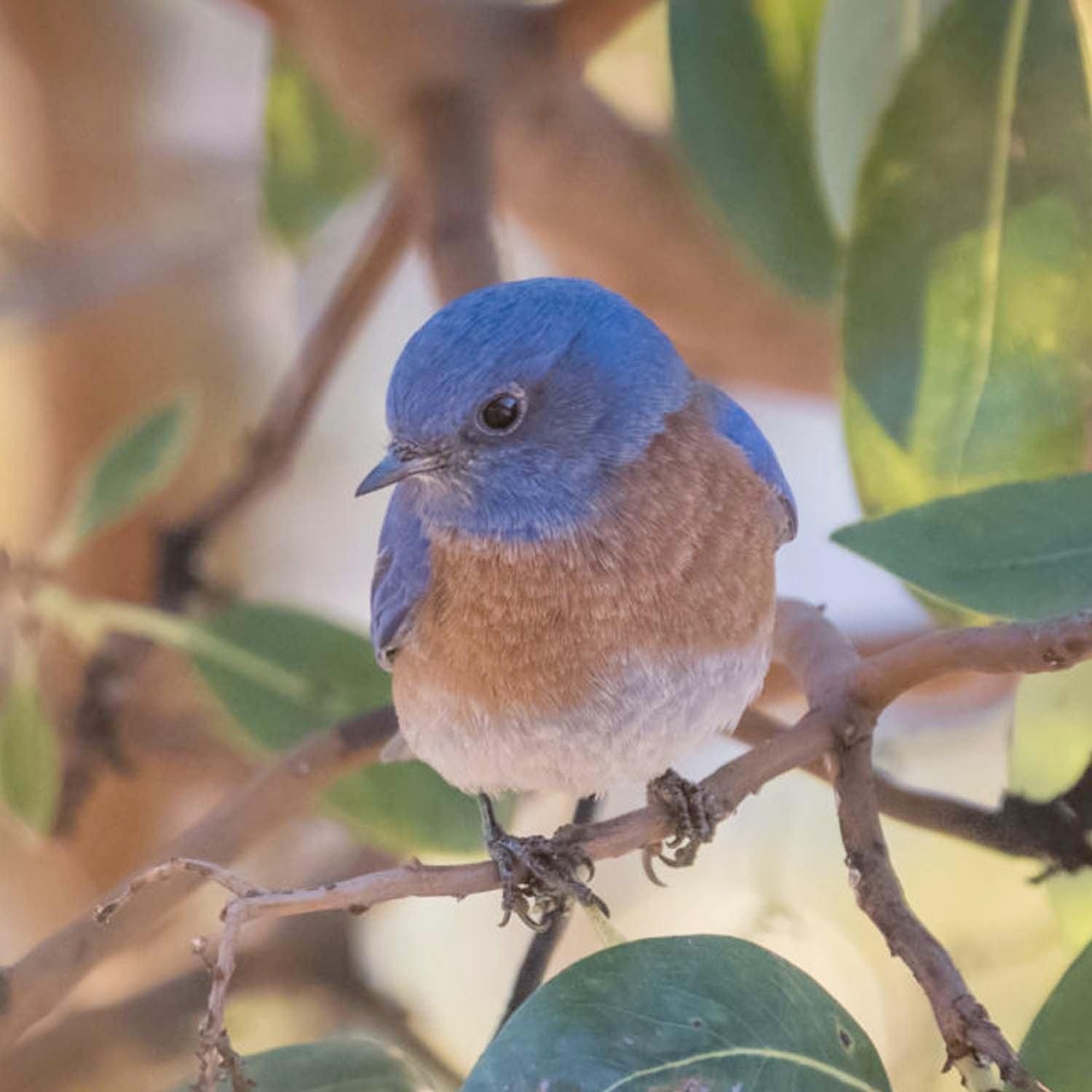 How To Create A Bird Friendly Garden In OC – Roger's Gardens