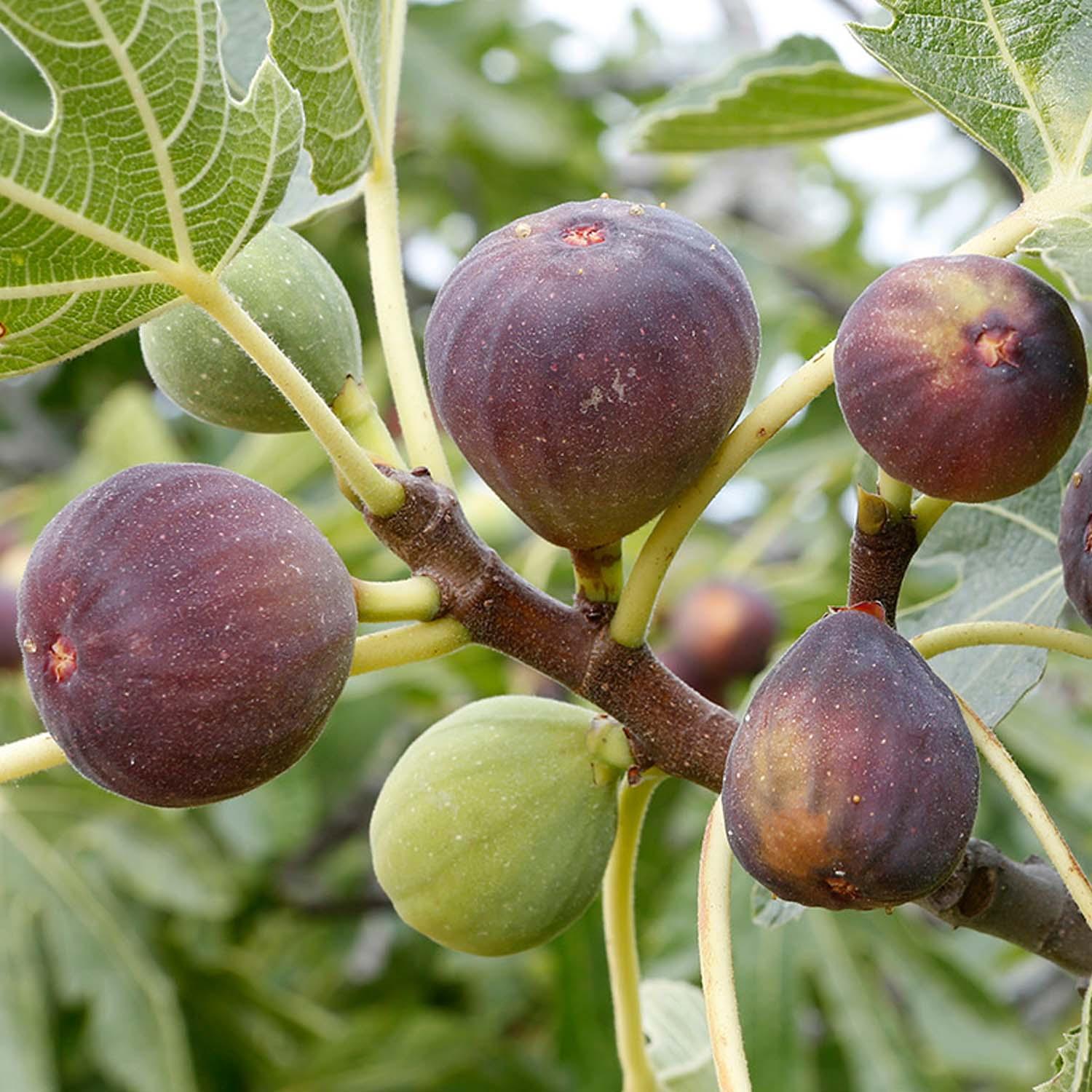 How to Grow & Care for Figs in Southern CA – Roger's Gardens
