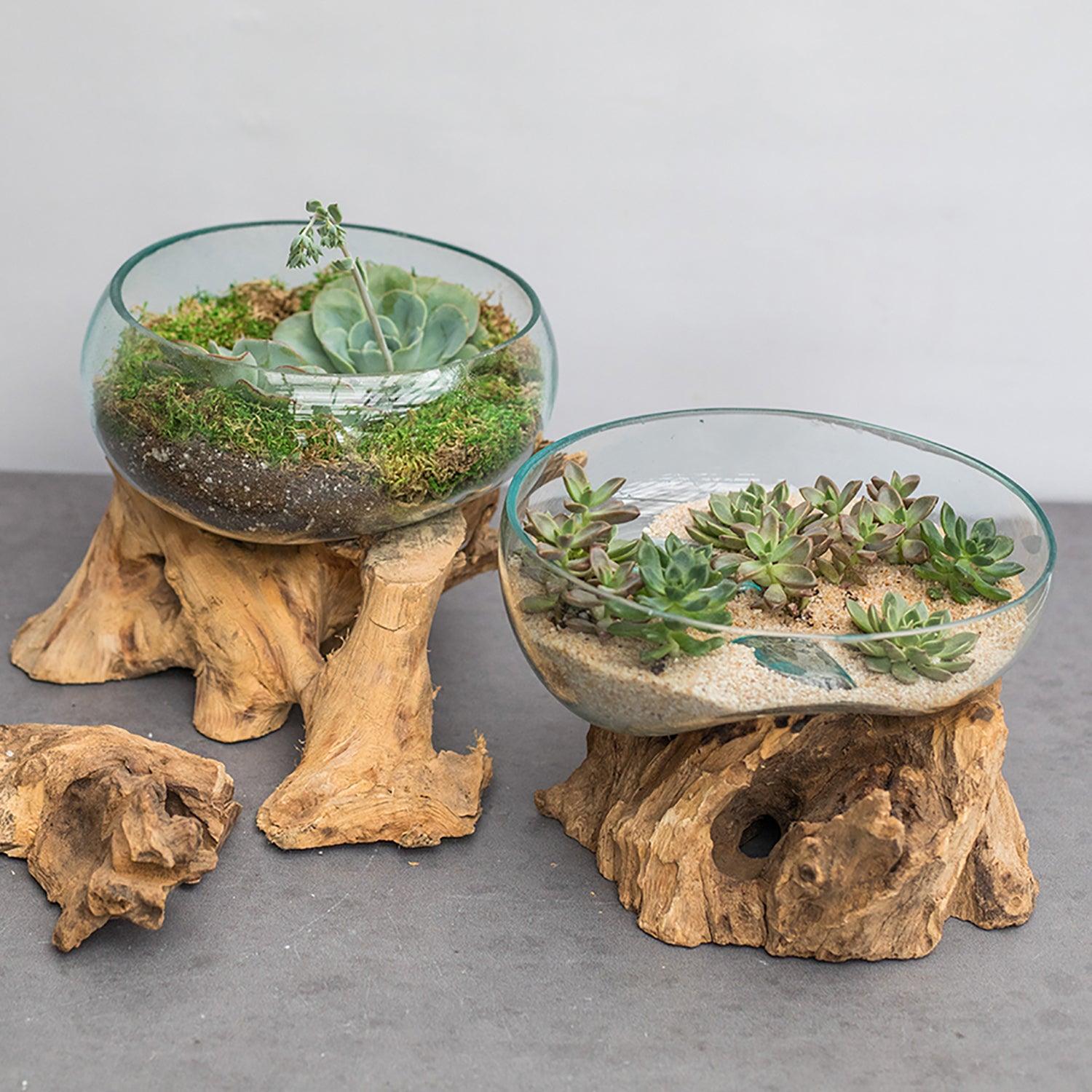 How to Build Your Own Plant Terrarium – Roger's Gardens