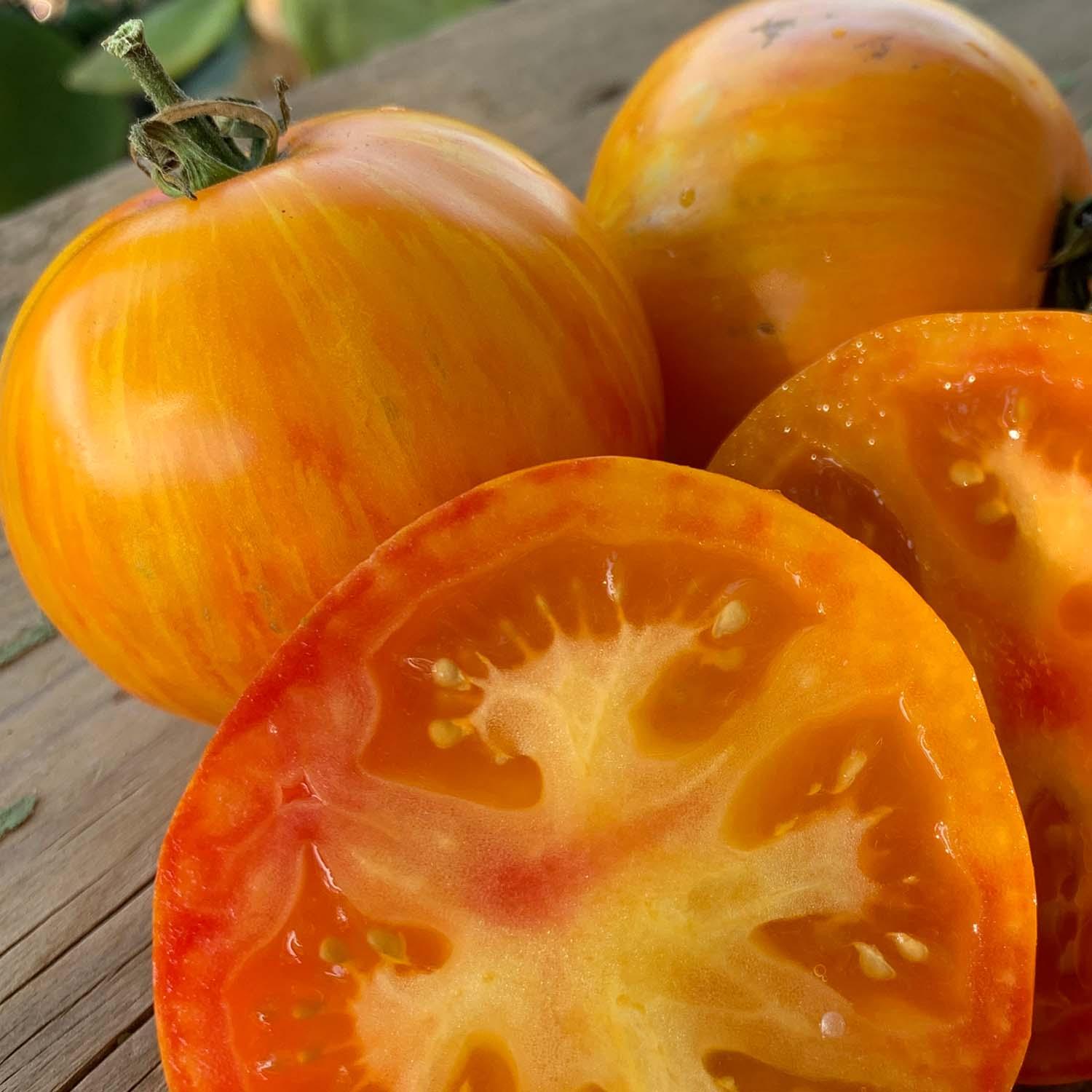 Edible Plant Winner - Tomato Of The Year – Roger's Gardens