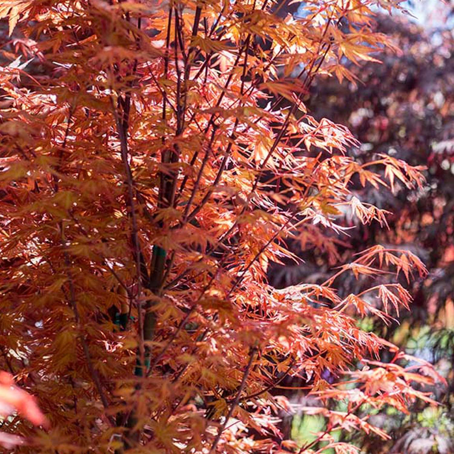 Everything Guide to Growing Japanese Maple Trees – Roger's Gardens