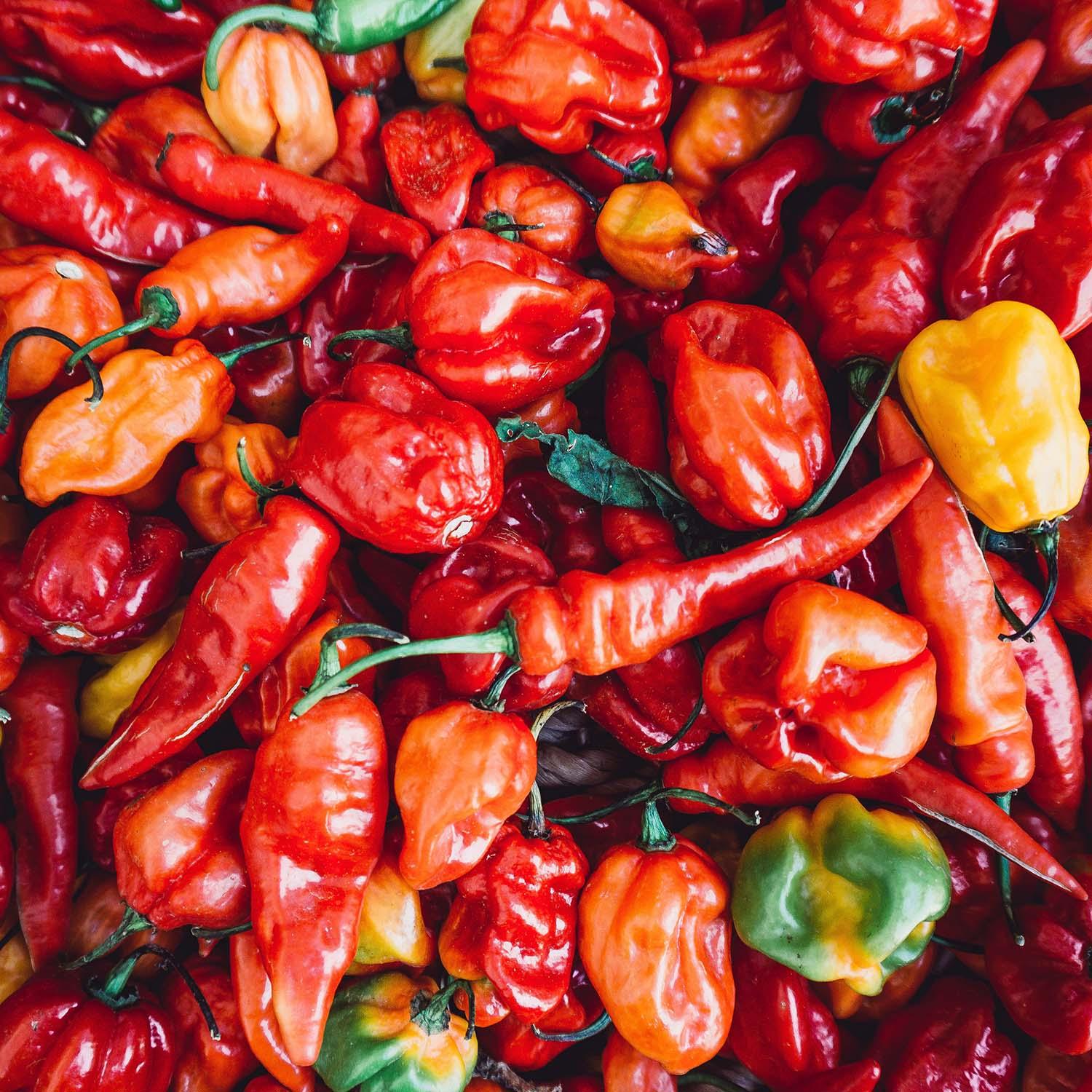 What Are The Best Peppers to Grow in Southern California? – Roger's Gardens