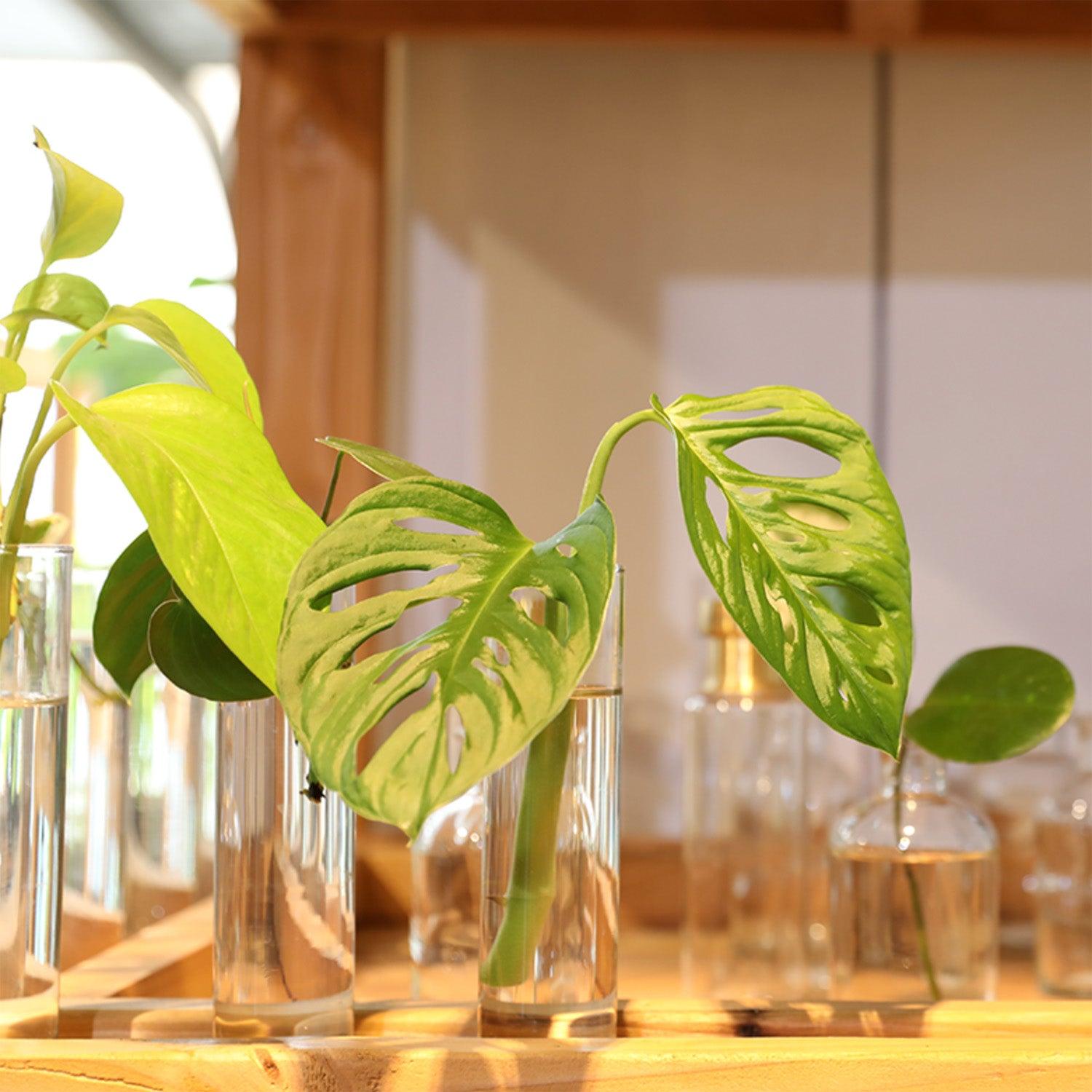 Houseplant Propagating Methods – Roger's Gardens