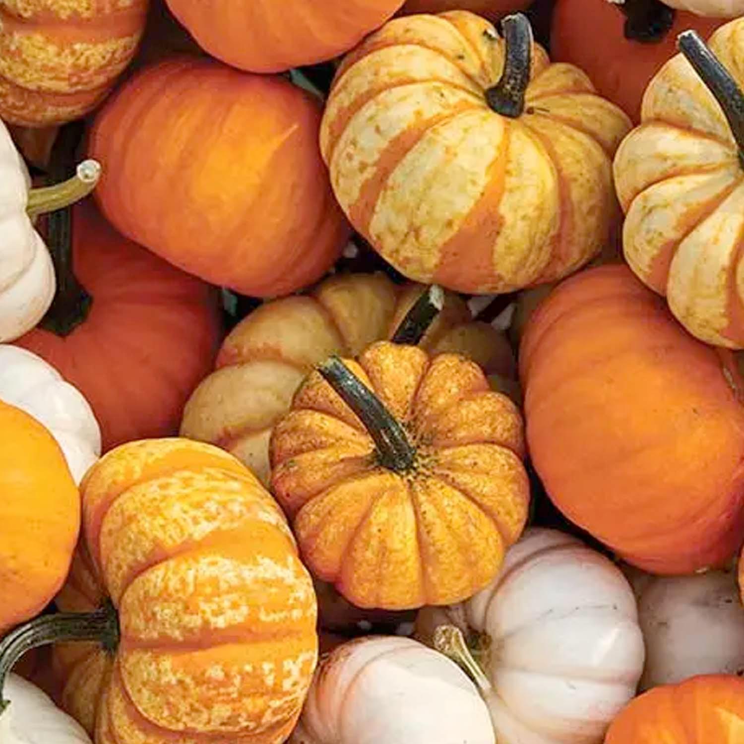 Designer Pumpkins - Unique Varieties to Decorate Your Front Porch ...