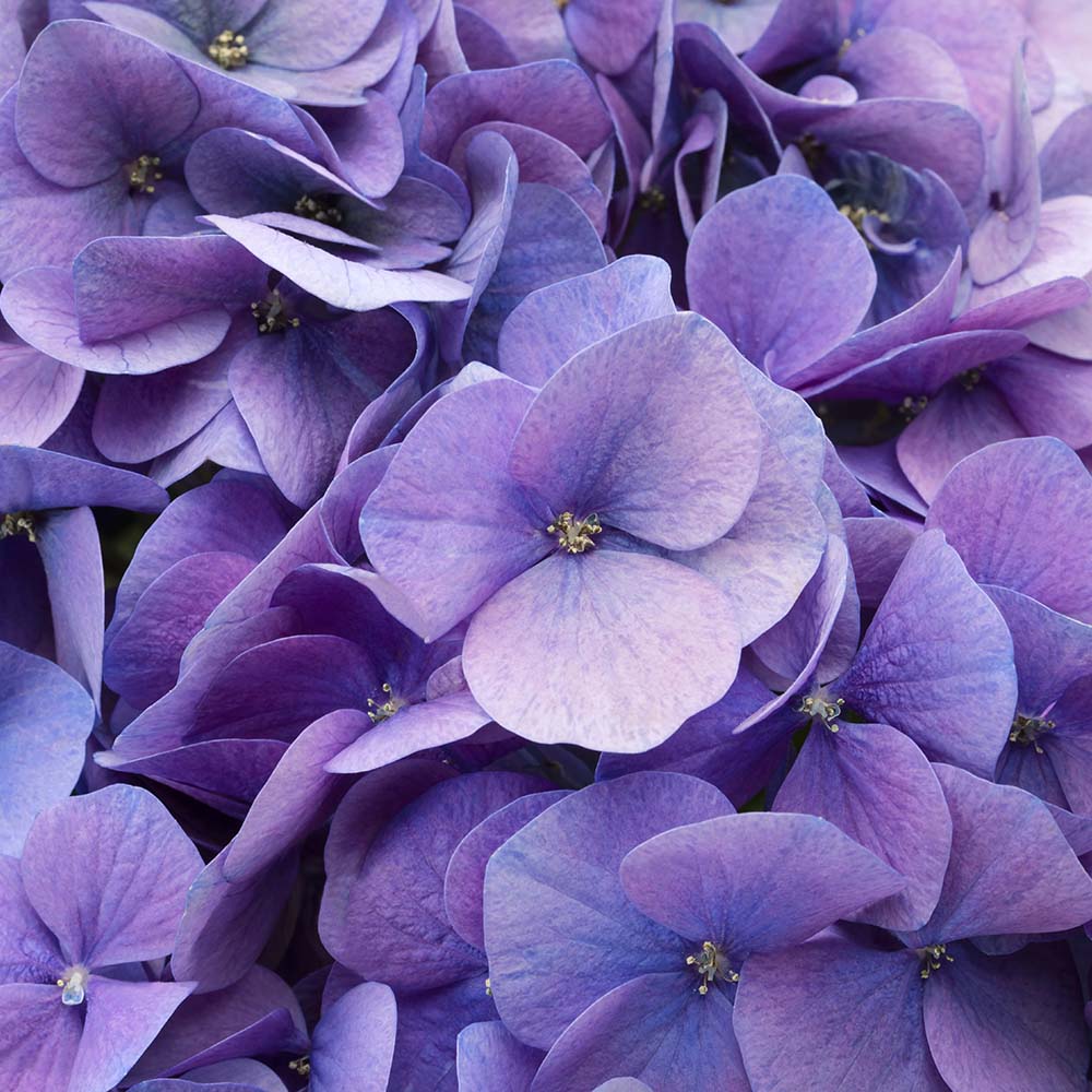 Meet the New Everblooming Hydrangea: ‘Hi Horizon Blue’ – Roger's Gardens