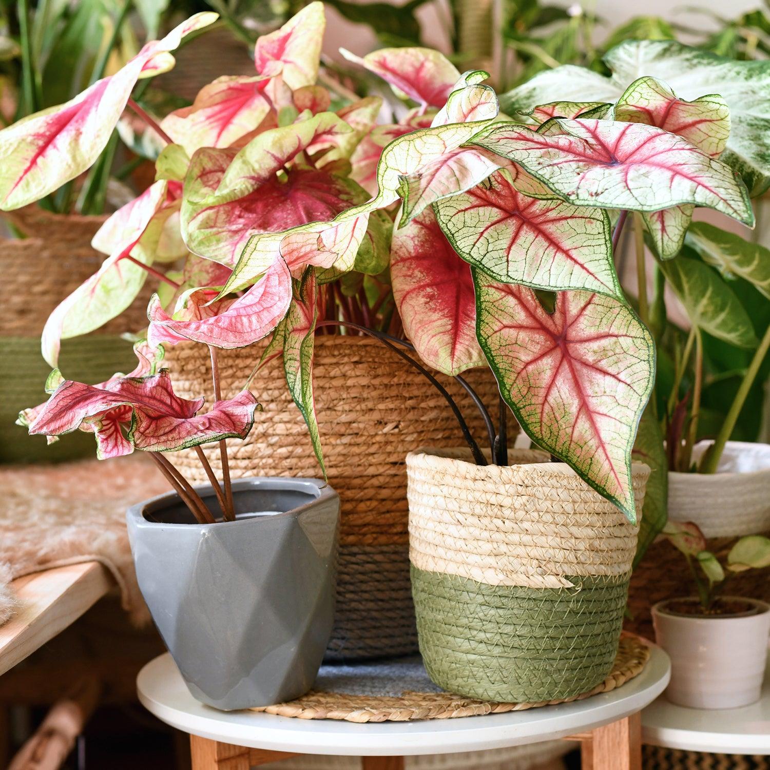 Everything You Need to Know About Caladium Care, Indoors or Out ...