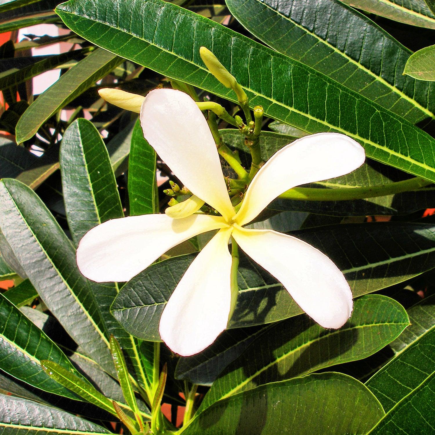 Plumeria Plants Plumeria Mabela: Landcraft Environments