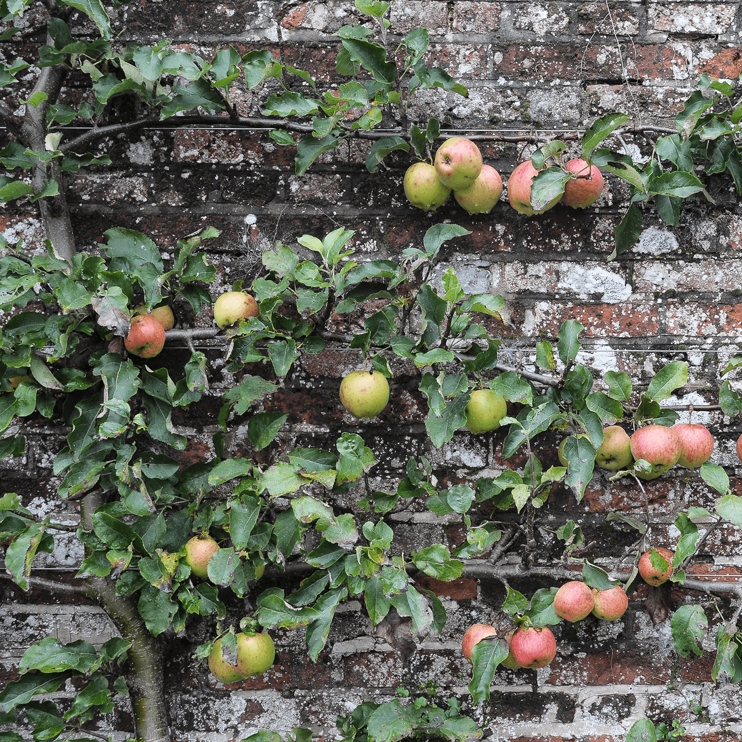 Creating an Edible Garden in a Small Space – Roger's Gardens