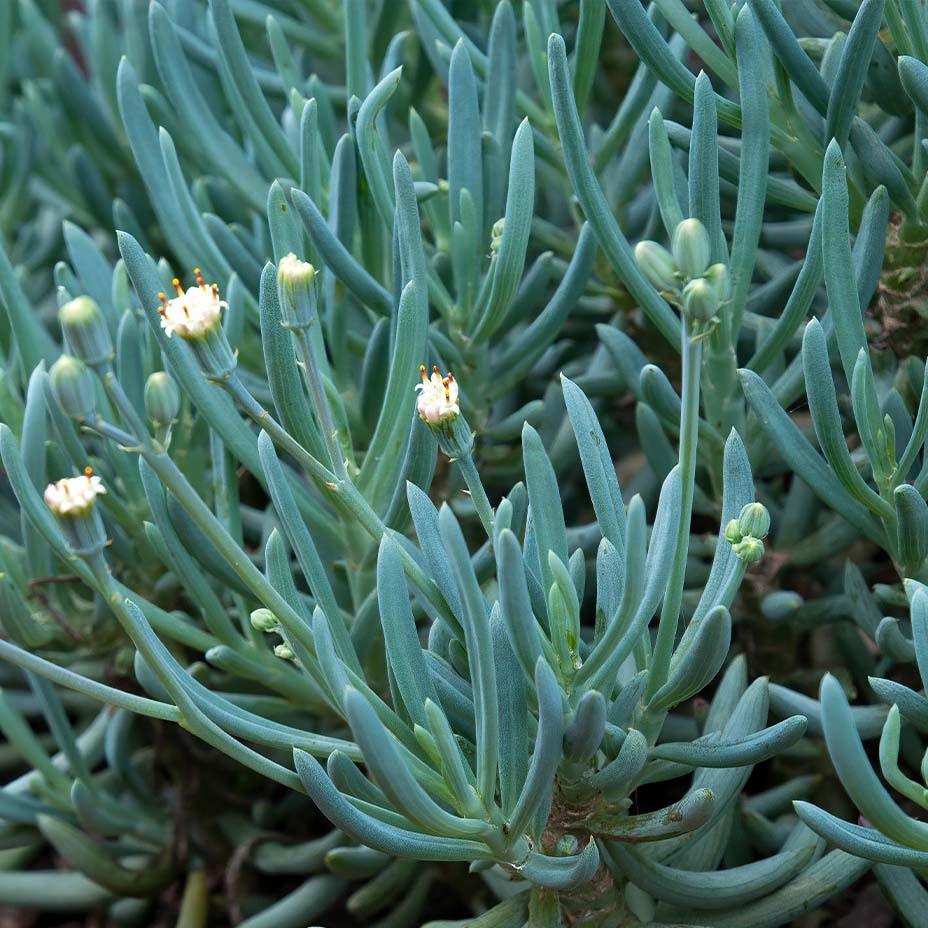 Blue Plants for a Soothing Landscape – Roger's Gardens