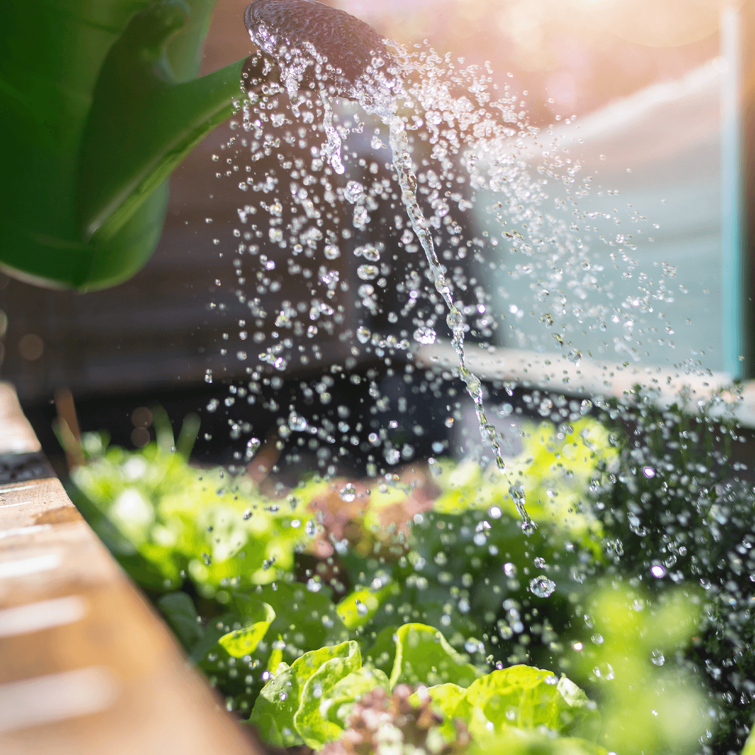 Garden Vegetable Water Requirements