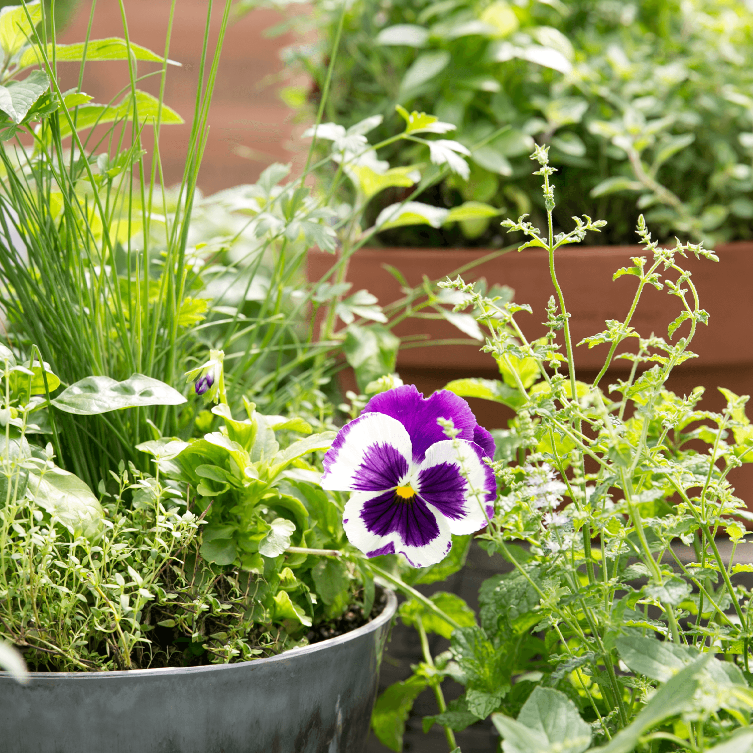 Edible Plant Combinations for Beginner Gardens – Roger's Gardens