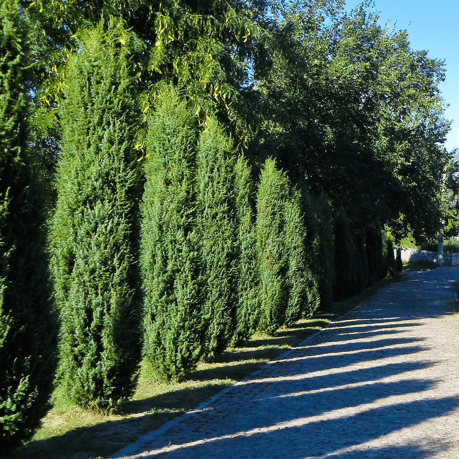 Make A Stunning Garden with These Plants – Roger's Gardens