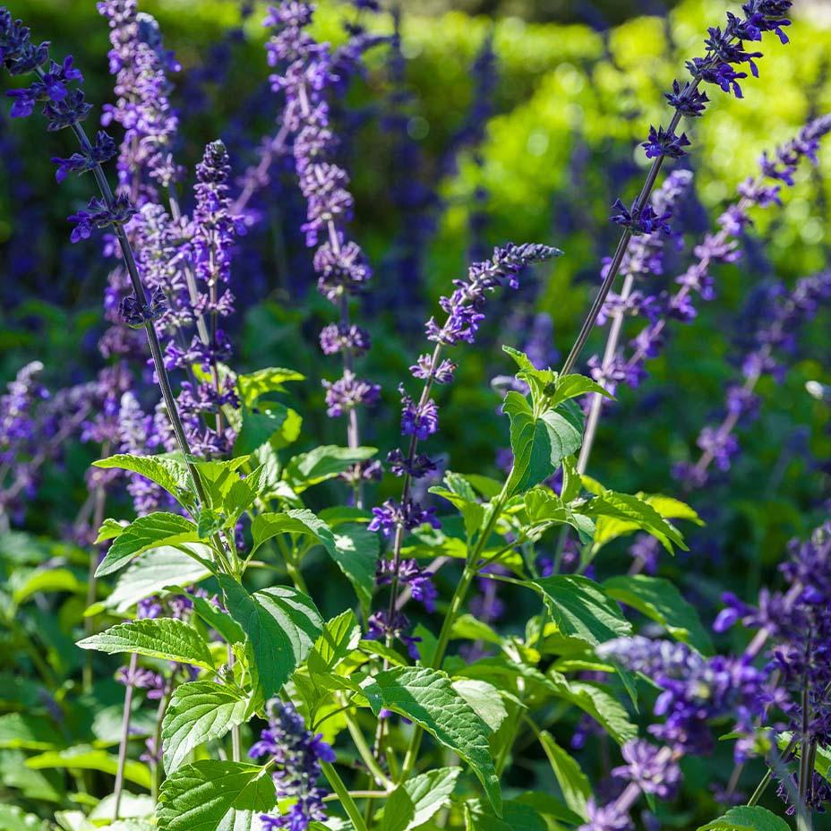Tips for Growing Salvia in Orange County, CA – Roger's Gardens