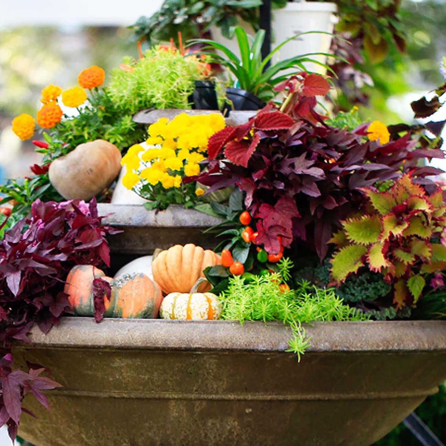 How To Low-Maintenance Fall Porch Pots – Roger's Gardens