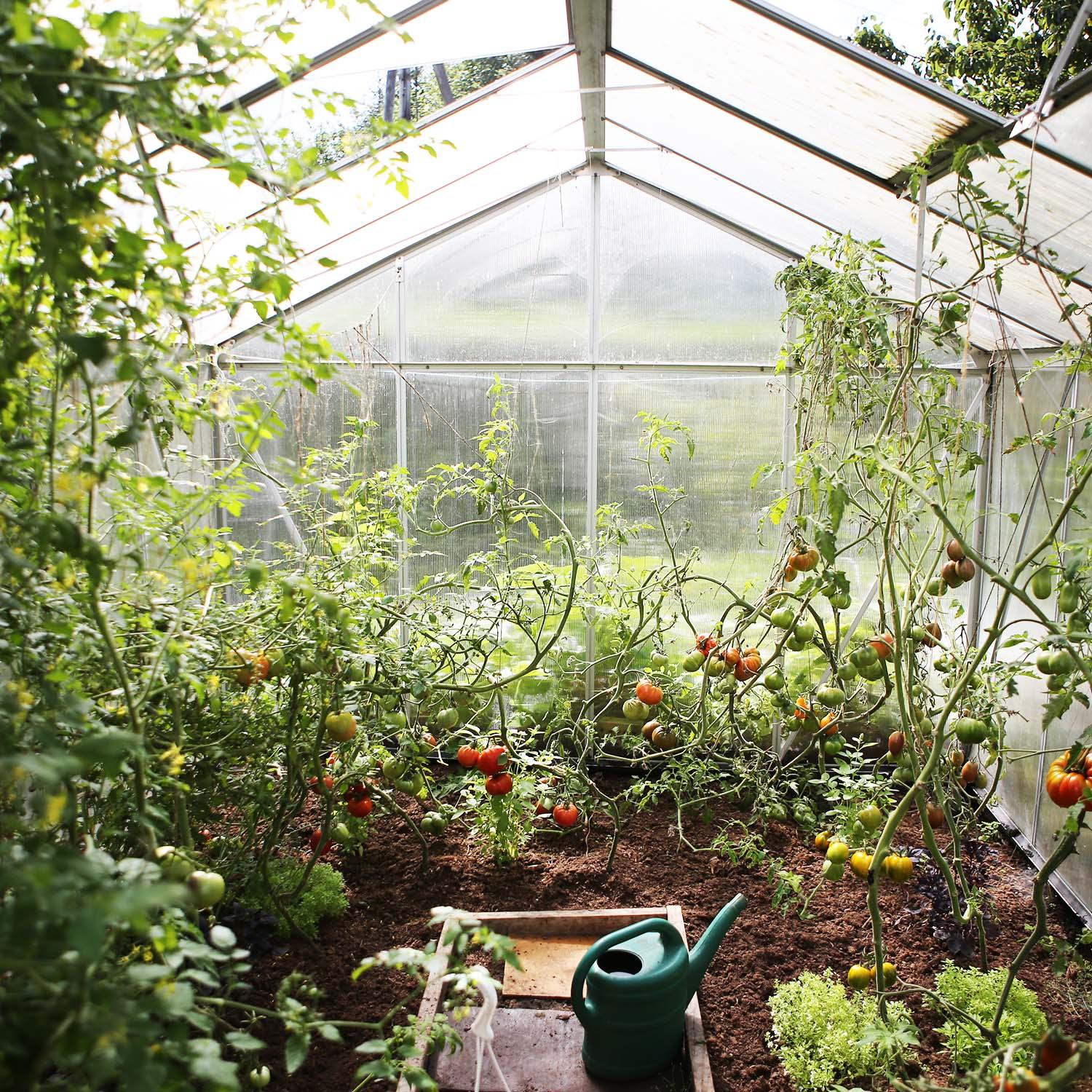 Tomatoe Garden Backyard