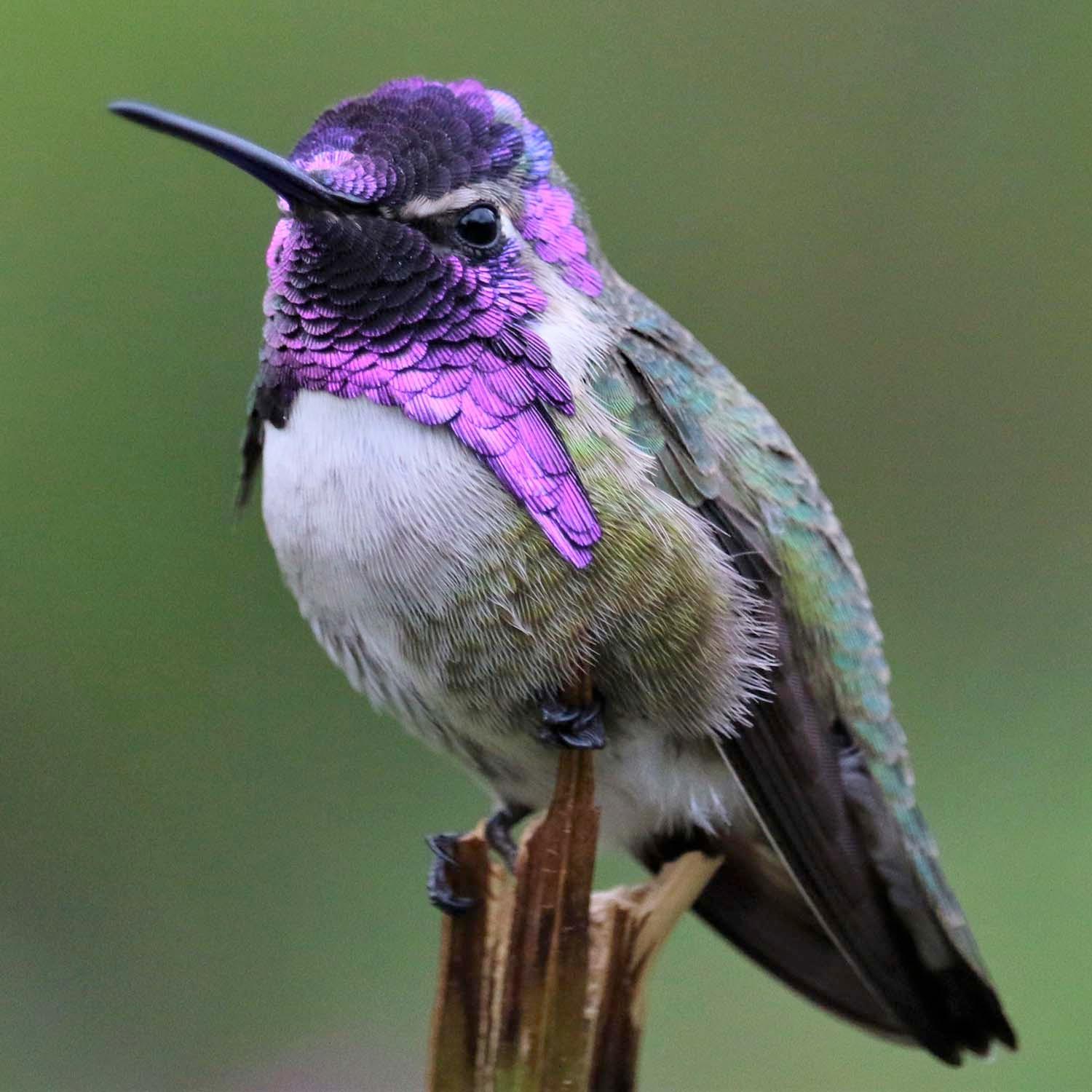 California Hummingbirds Types Of Hummingbirds: All Hummingbird Species