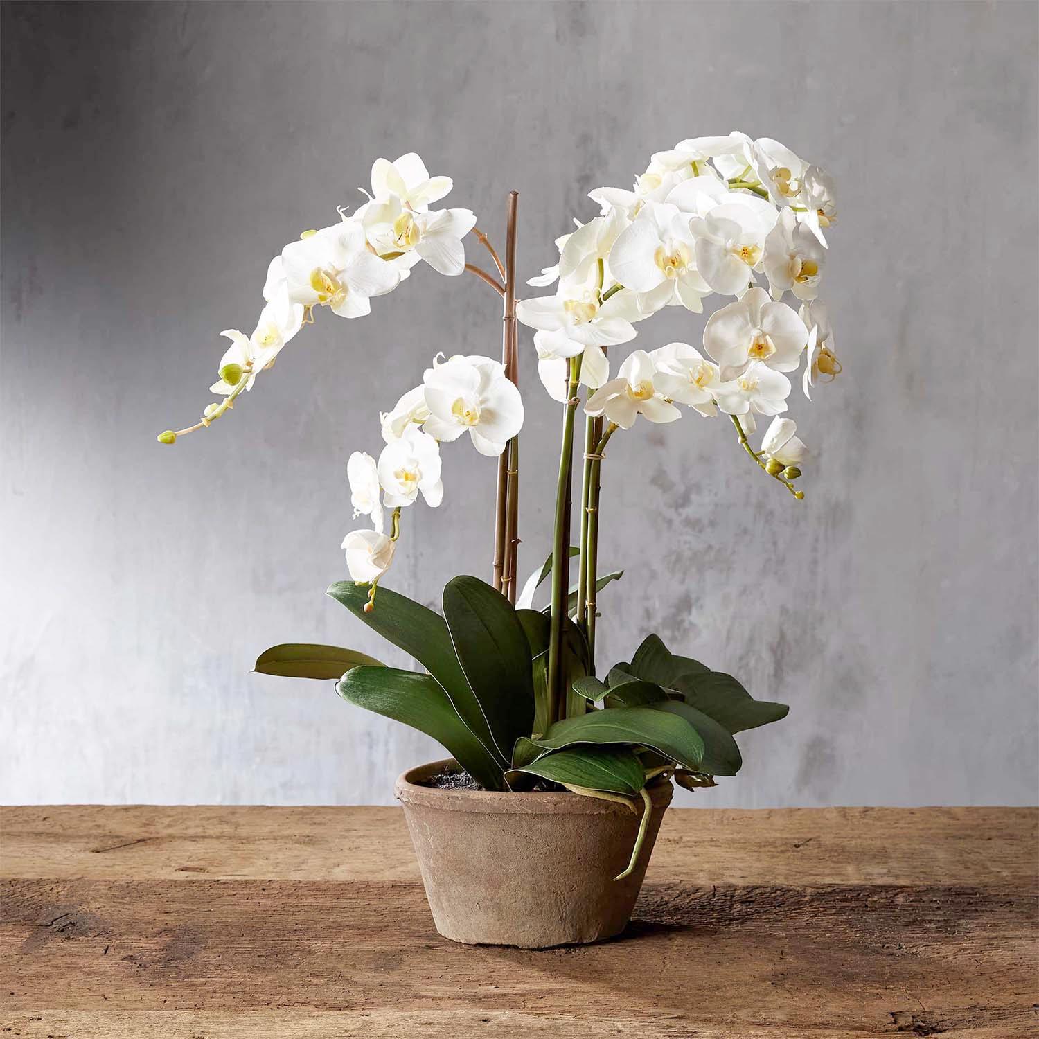 What to Do with your Orchid Arrangement Once it is Done Blooming ...
