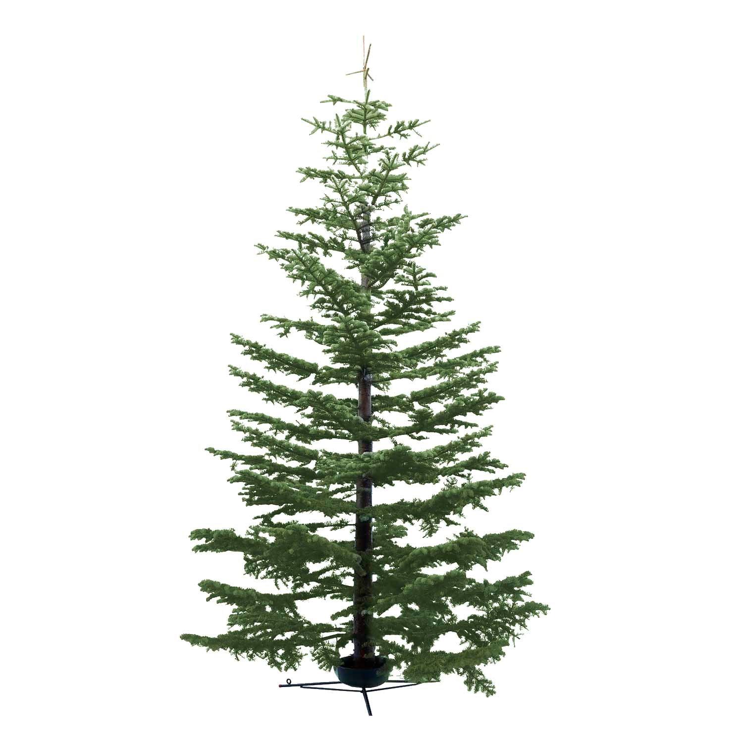 Premium Fresh Cut Trees – Roger's Gardens