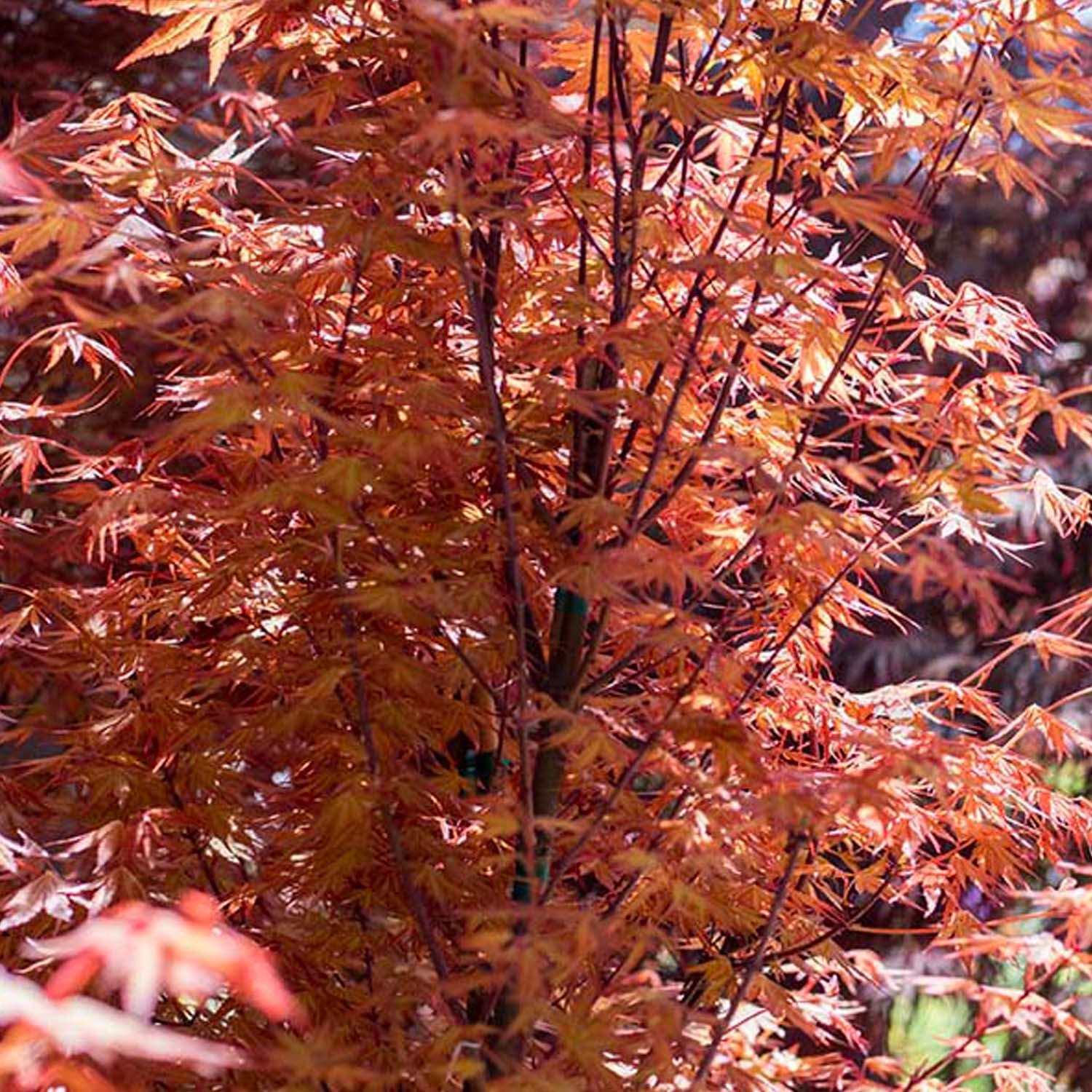 Japanese Maples – Roger's Gardens