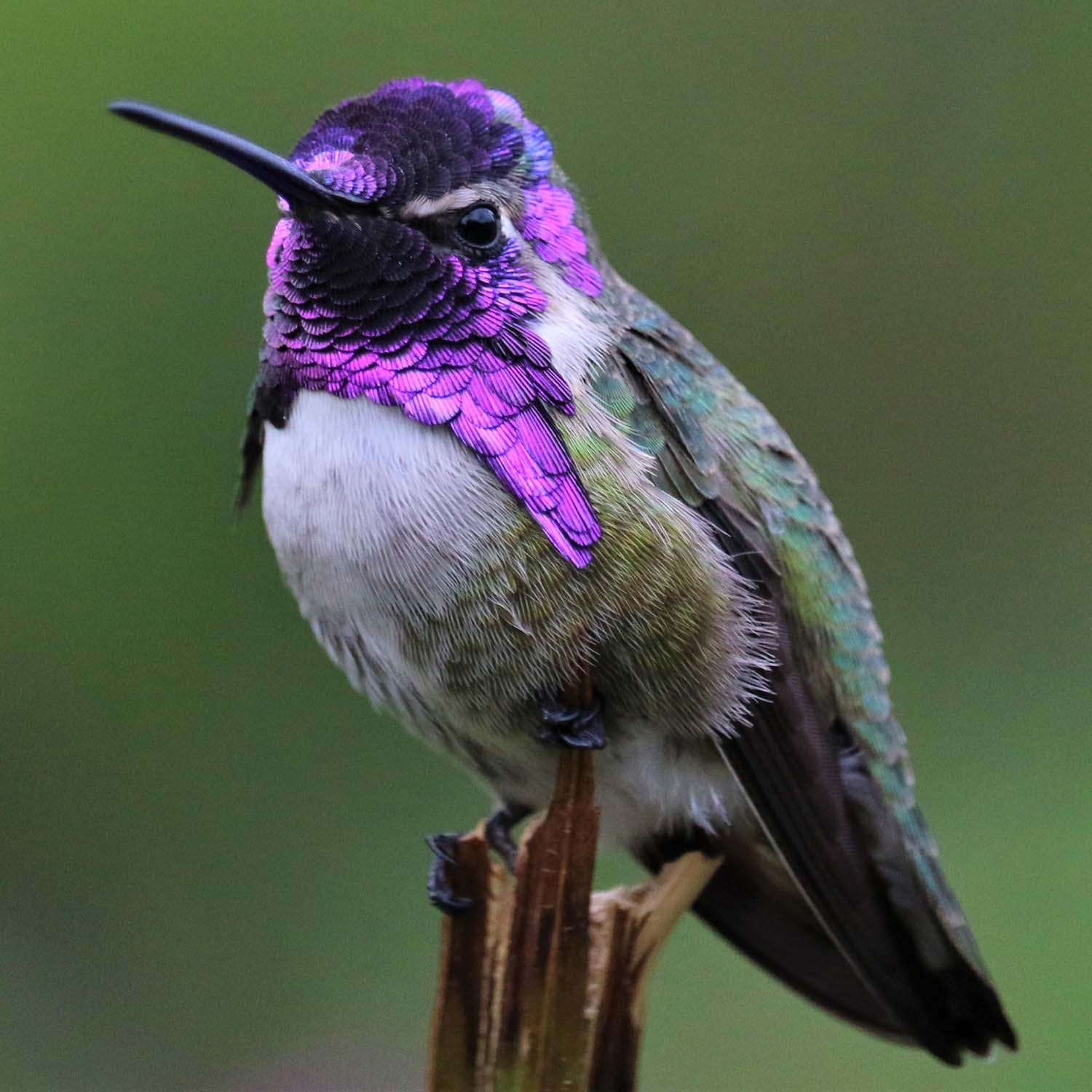 Hummingbird Summer – Roger's Gardens