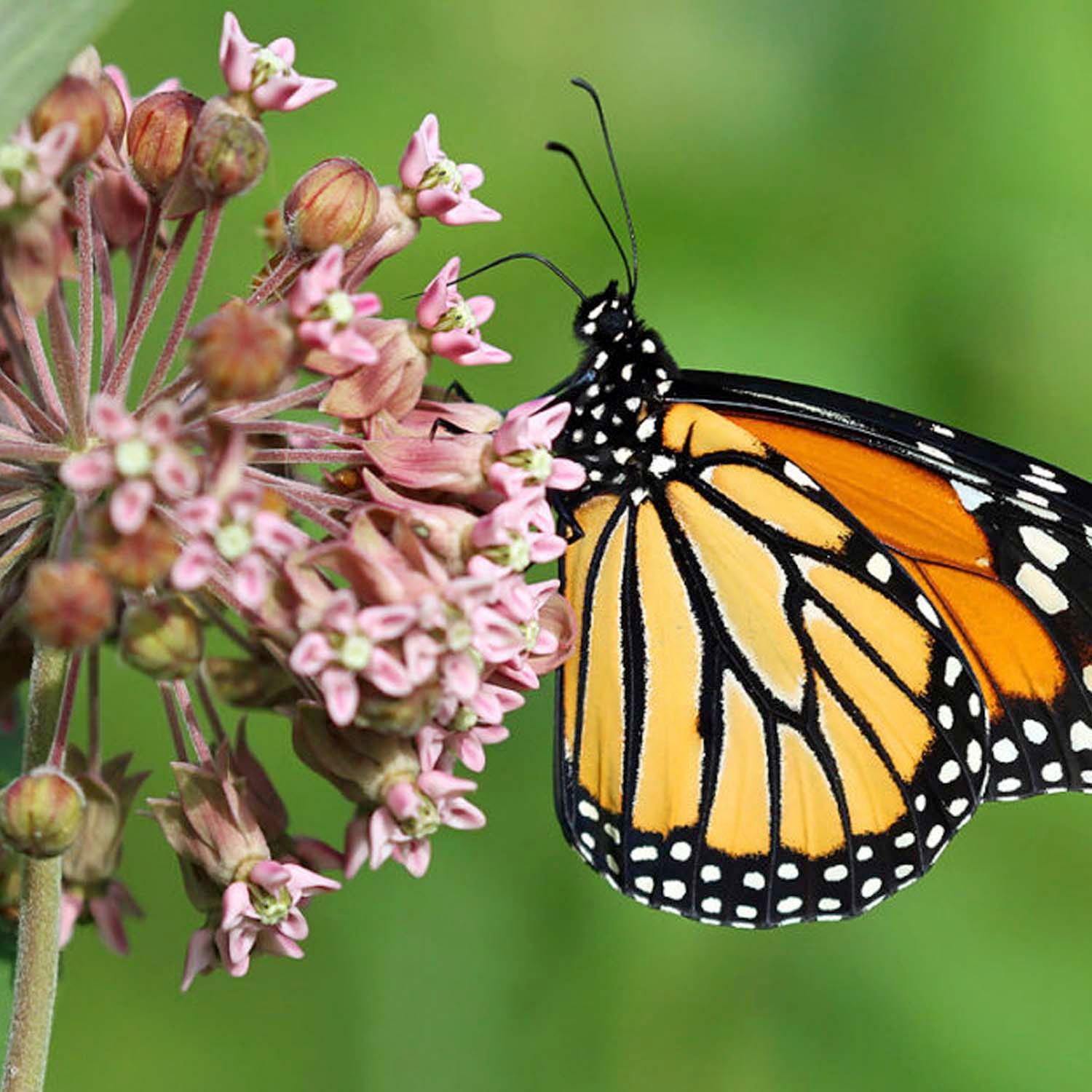 Bird & Butterfly – Roger's Gardens