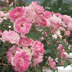 Roses – Roger's Gardens