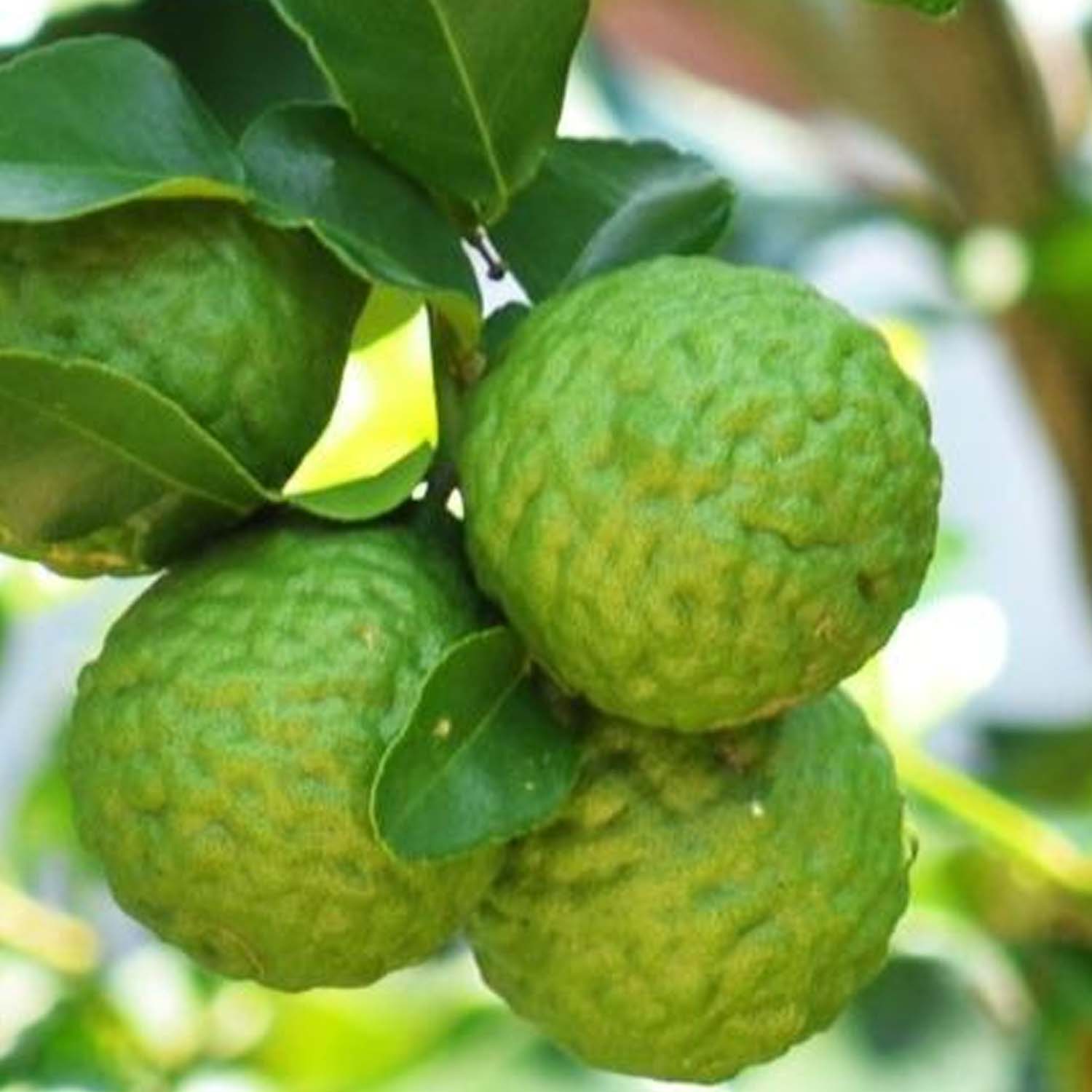 Lime 'Kieffer' Standard - 5 Gallon – Roger's Gardens