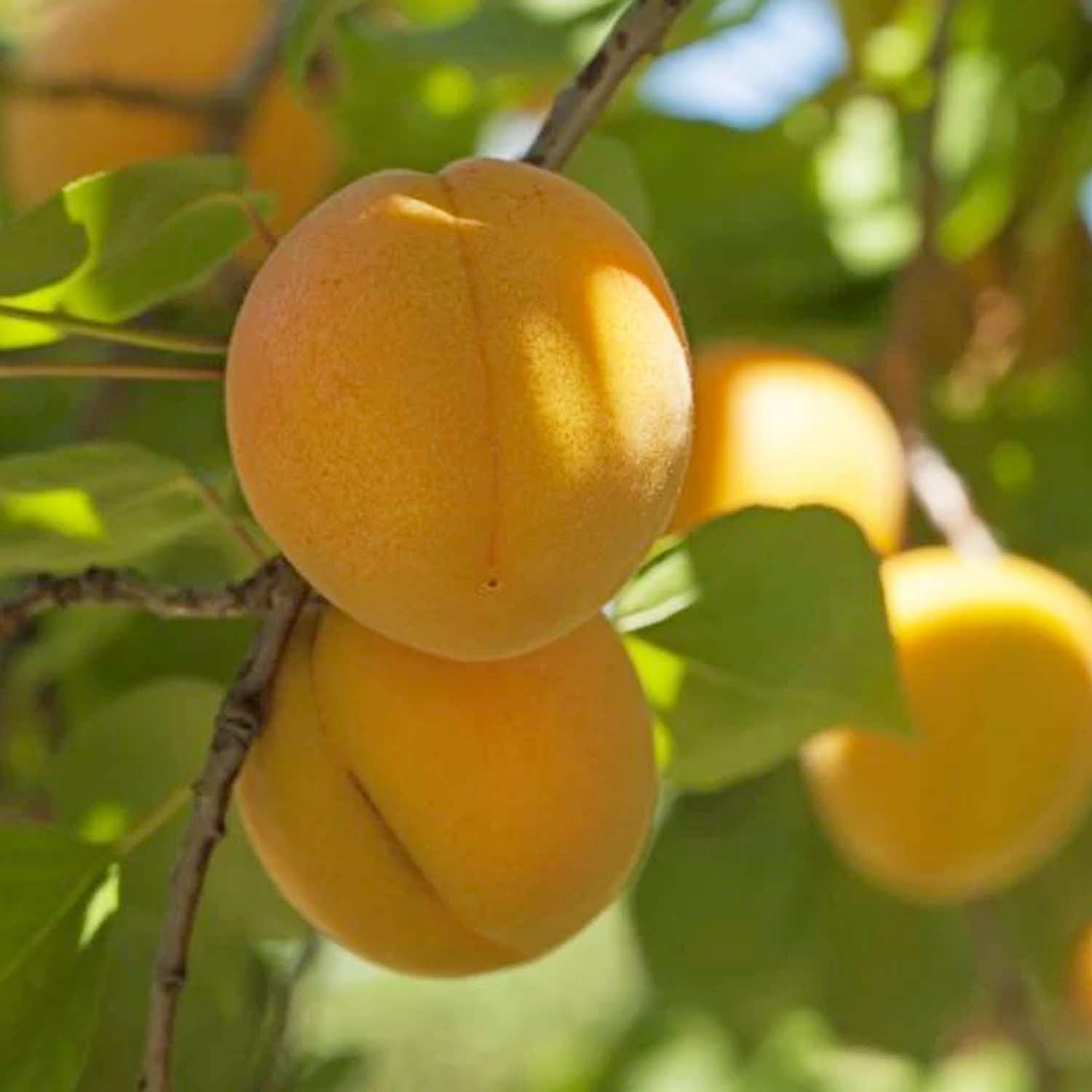 Apricot 'Gold Kist' - Std.Root - #5 Gallon – Roger's Gardens