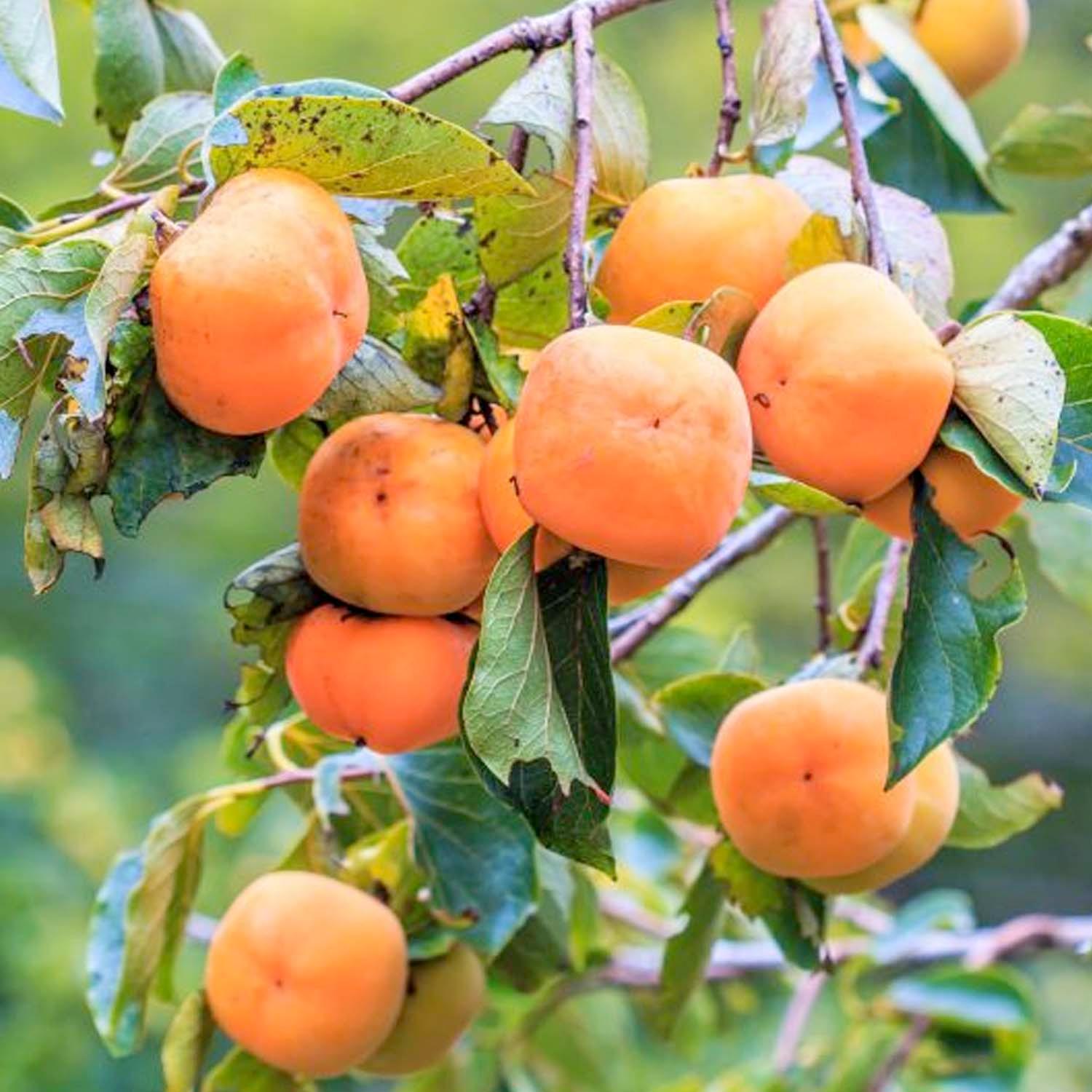 Persimmon 'Fuyu - Jiro' - #5 Gallon – Roger's Gardens