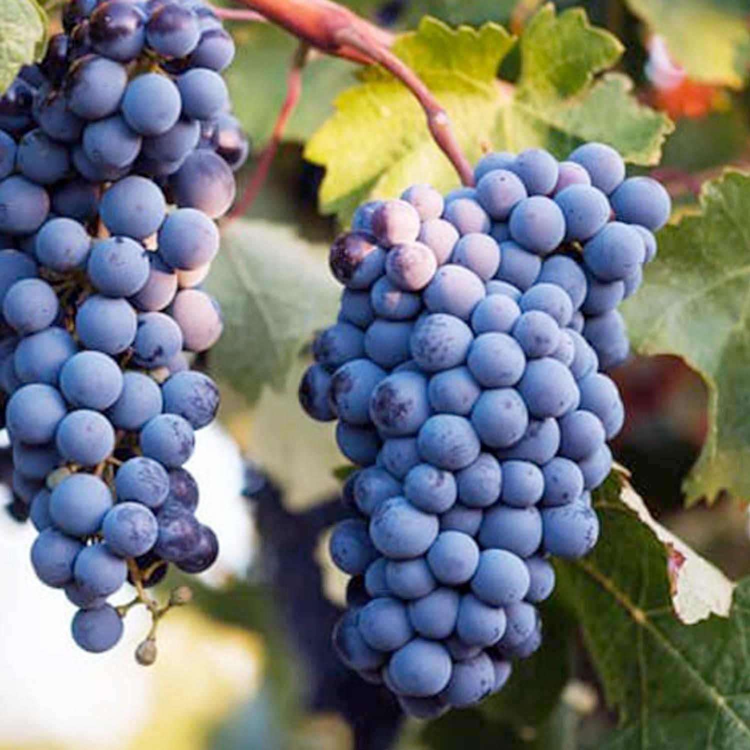 Grape 'Syrah' (Aka Shiraz) - #3 Gallon – Roger's Gardens