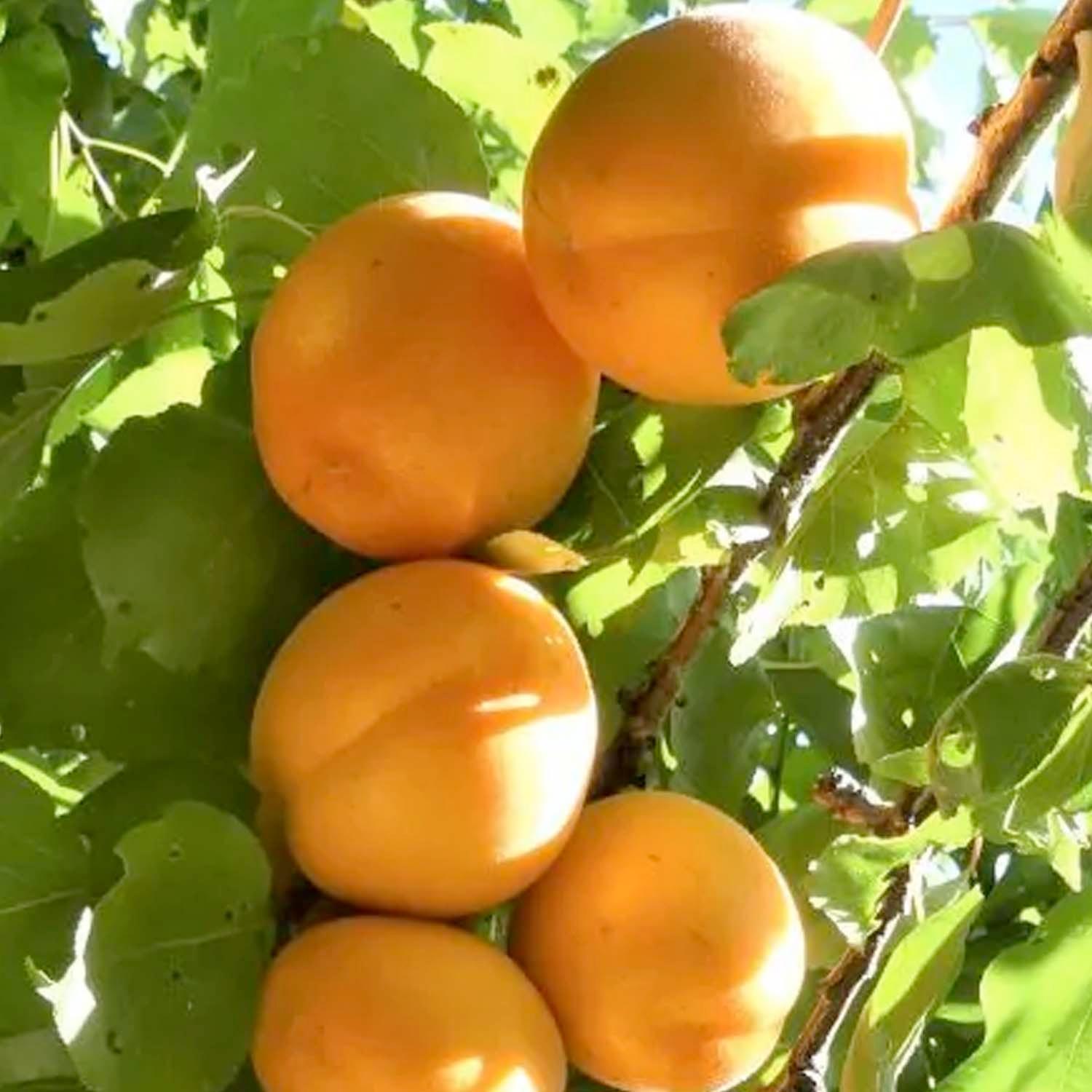 Aprium 'Flavor Delight' - Semi-Dwarf - #5 Gallon – Roger's Gardens