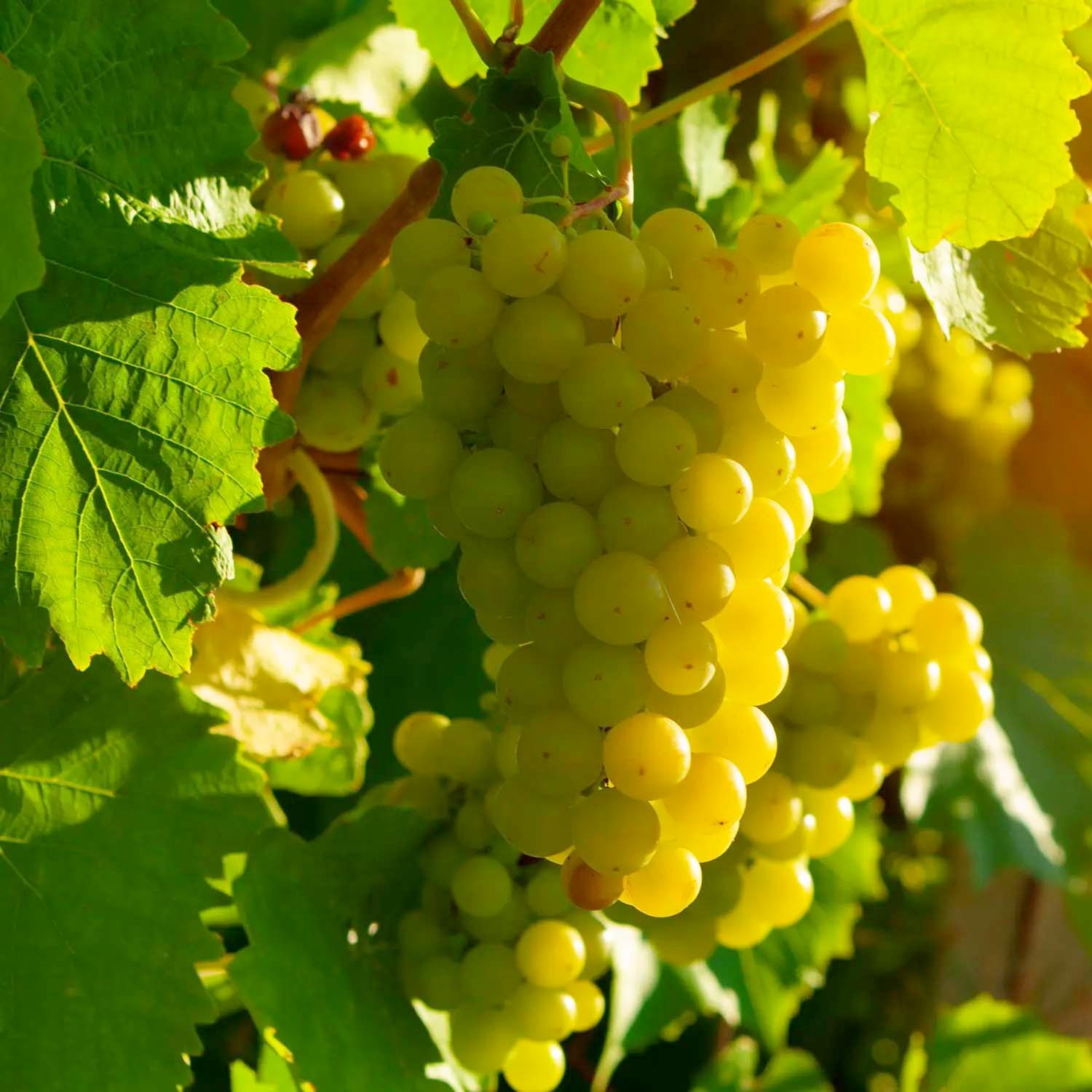 Grape 'Golden Muscat' - #3 Gallon – Roger's Gardens