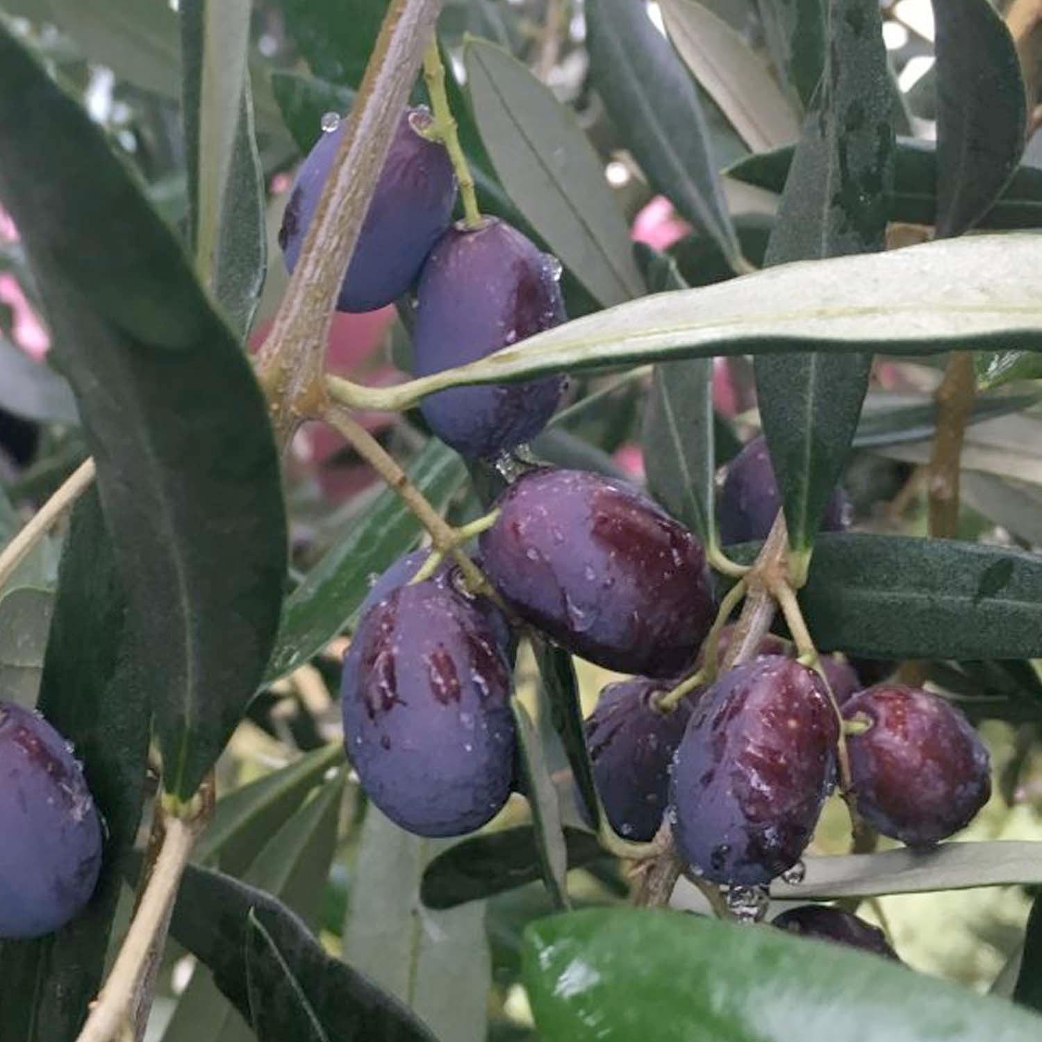 Olea Europaea 'Frantoio' - #5 Gallon – Roger's Gardens