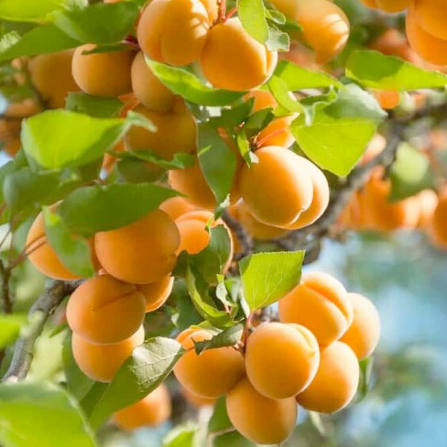 Apricot 'Tropic Gold' - Semi-Dwarf - #5 Gallon – Roger's Gardens