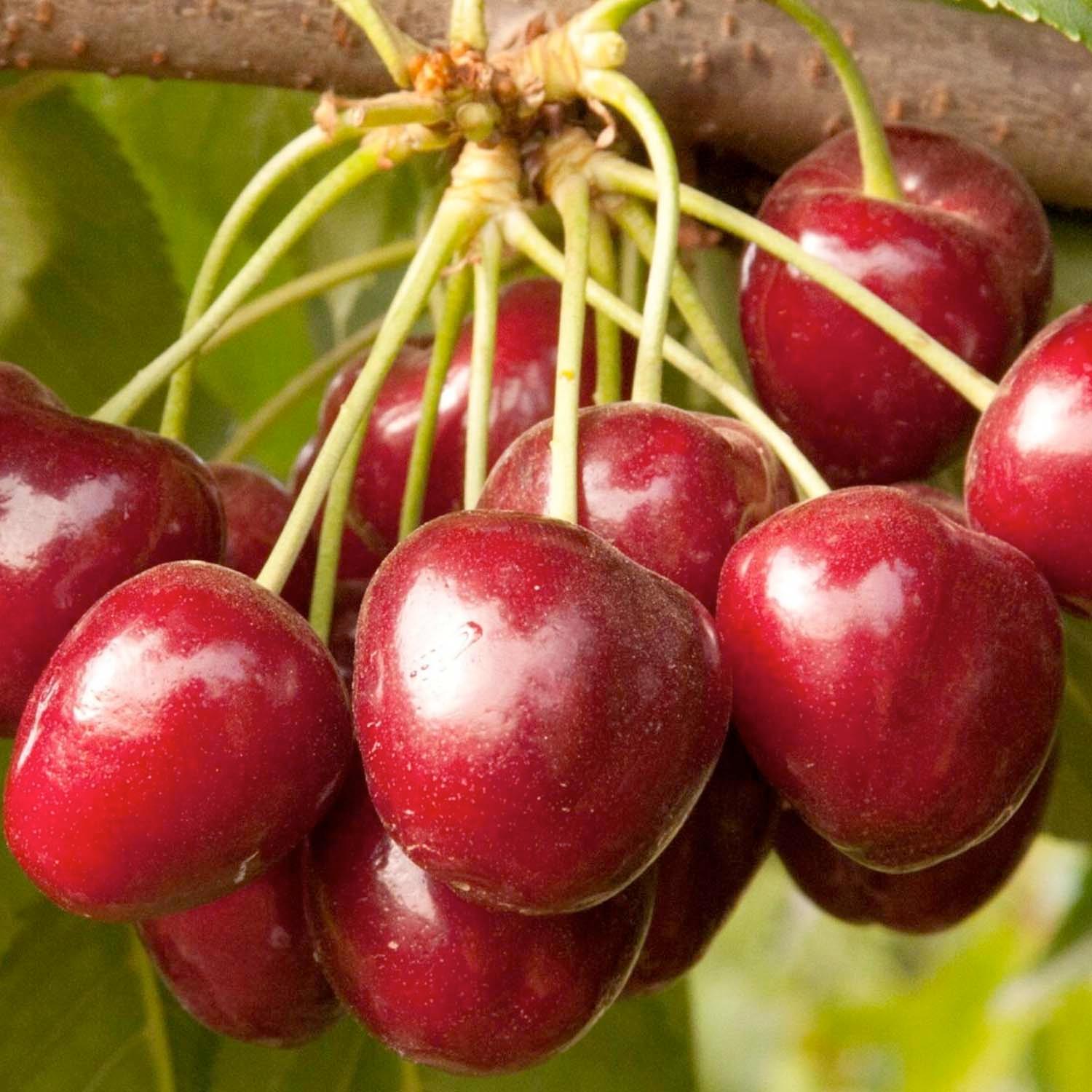 Cherry 'Royal Crimson' - Std. Root - #5 Gallon – Roger's Gardens