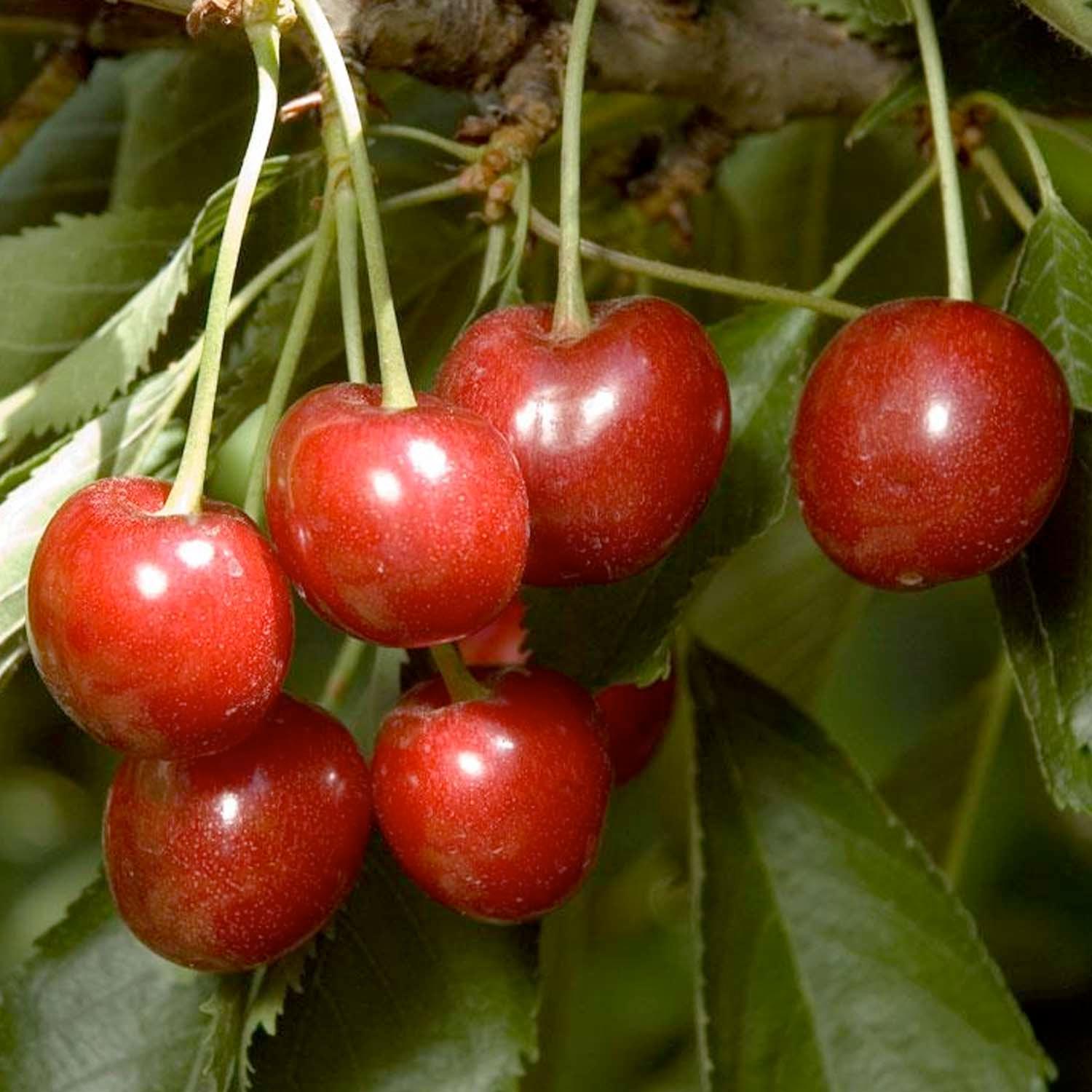 Cherry 'Minnie Royal' - Semi-Dwarf - #5 Gallon – Roger's Gardens