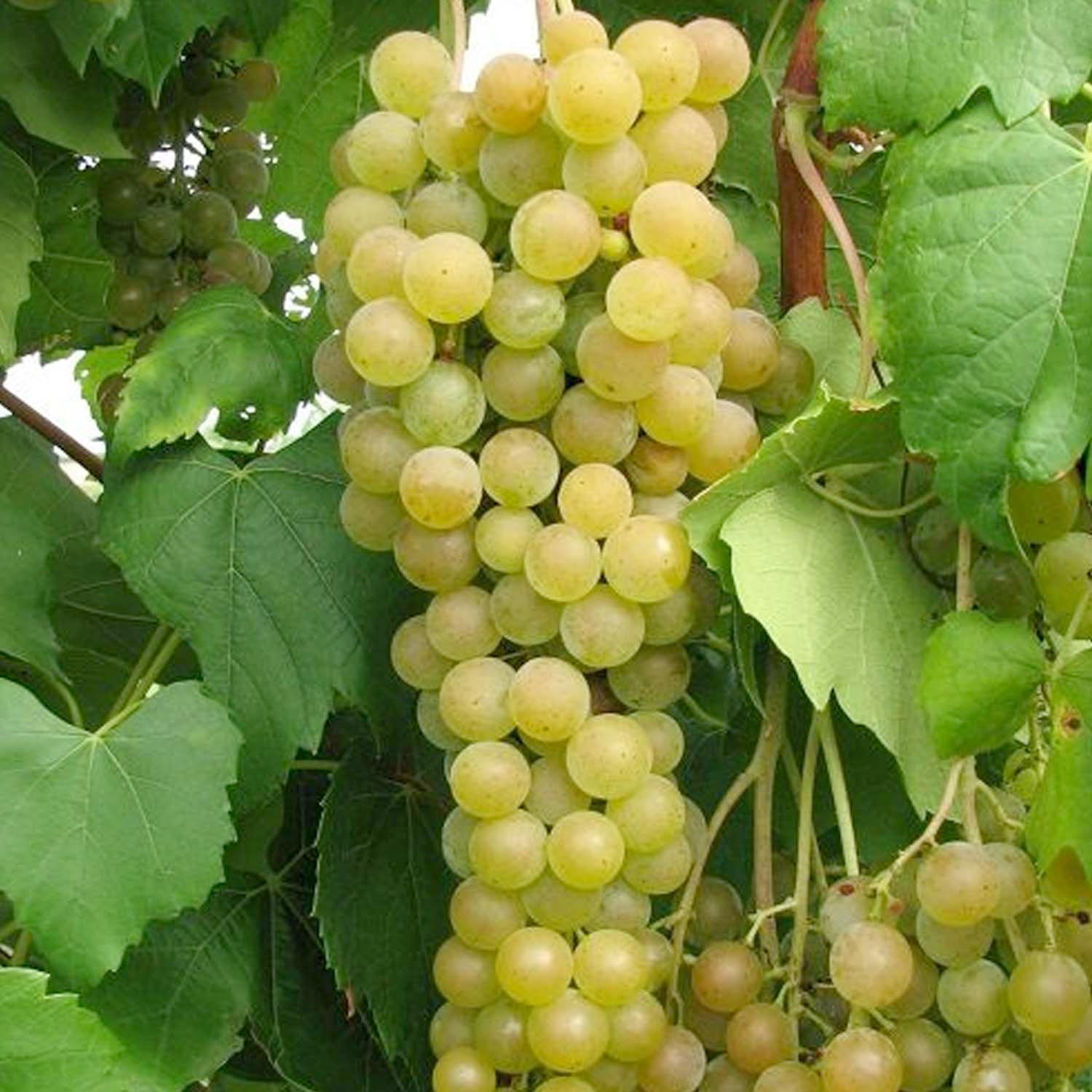 Grape 'Princess' - Seedless - #3 Gallon – Roger's Gardens