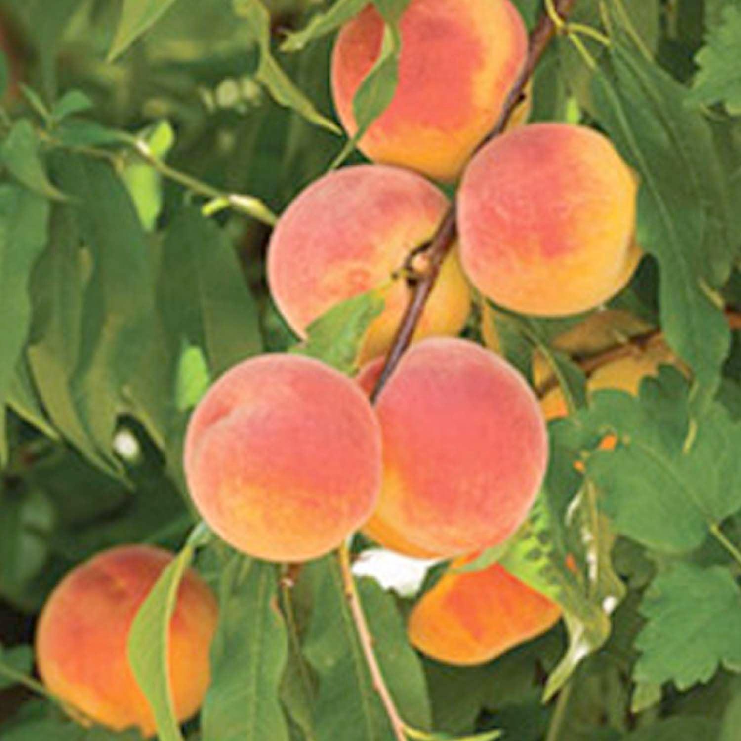 Peach 'Red Baron' - Semi-Dwarf - #15 Gallon – Roger's Gardens
