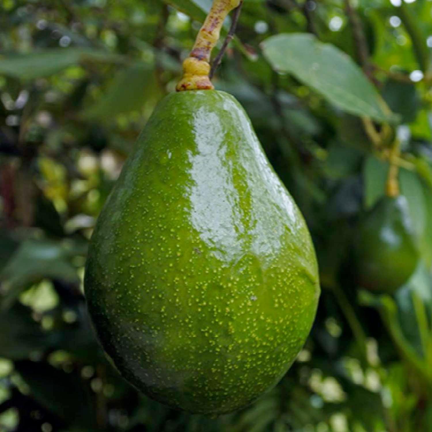 Avocado 'Sir Prize' - #5 Gallon – Roger's Gardens