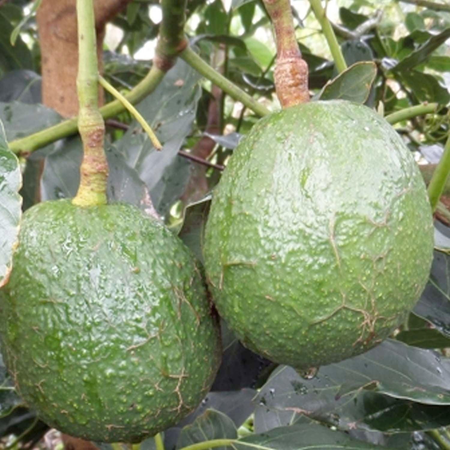 Avocado 'Carmen-Hass' - #5 Gallon – Roger's Gardens