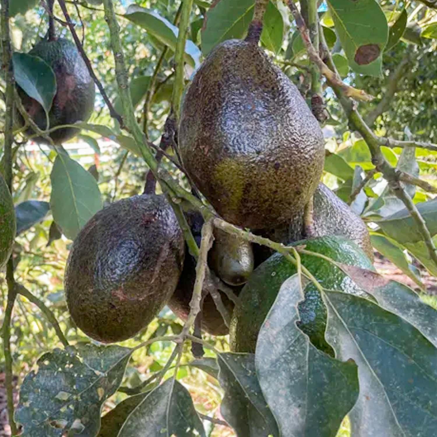 Avocado 'Queen' - #5 Gallon – Roger's Gardens