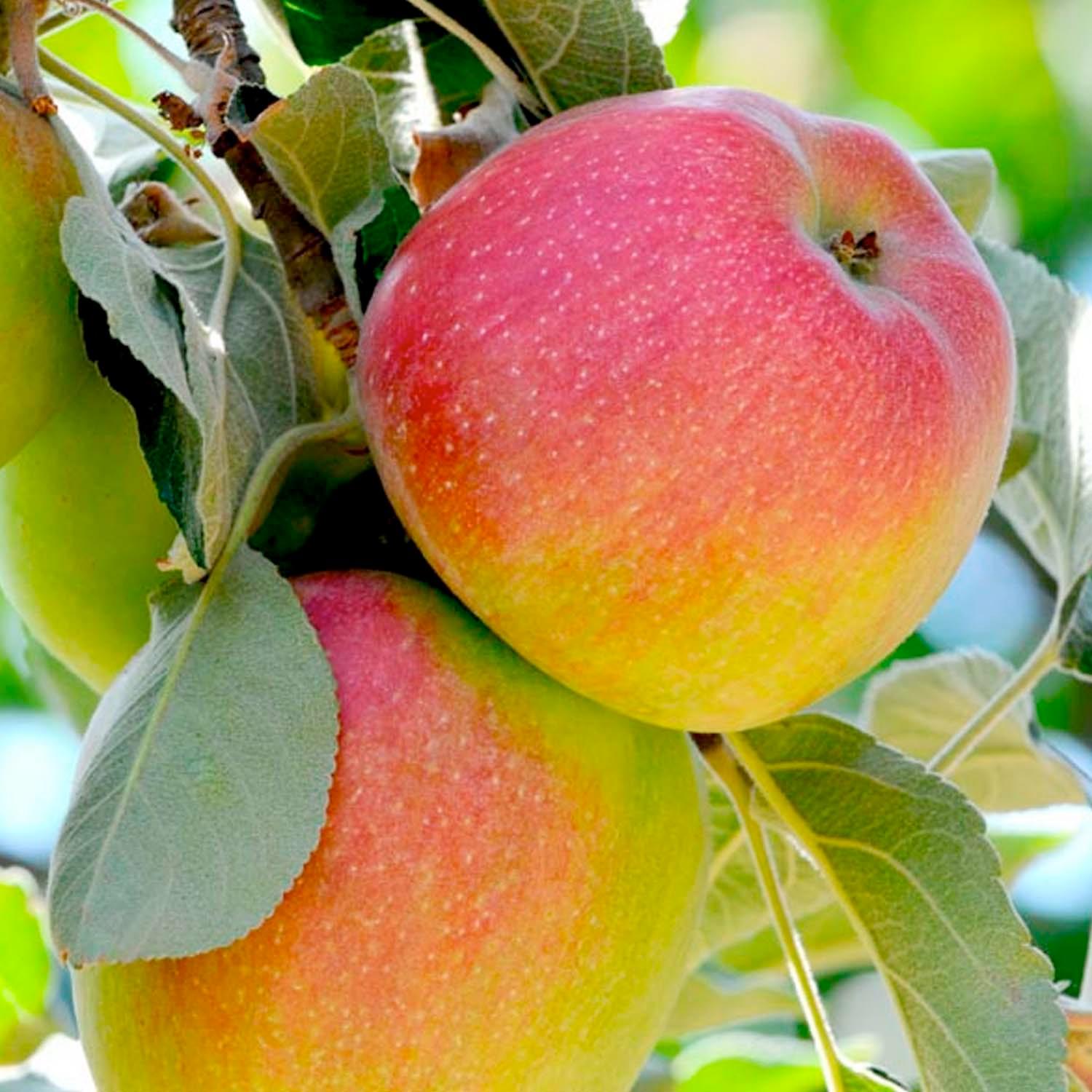 Apple 'Gordon' - Semi-Dwarf - #5 Gallon – Roger's Gardens