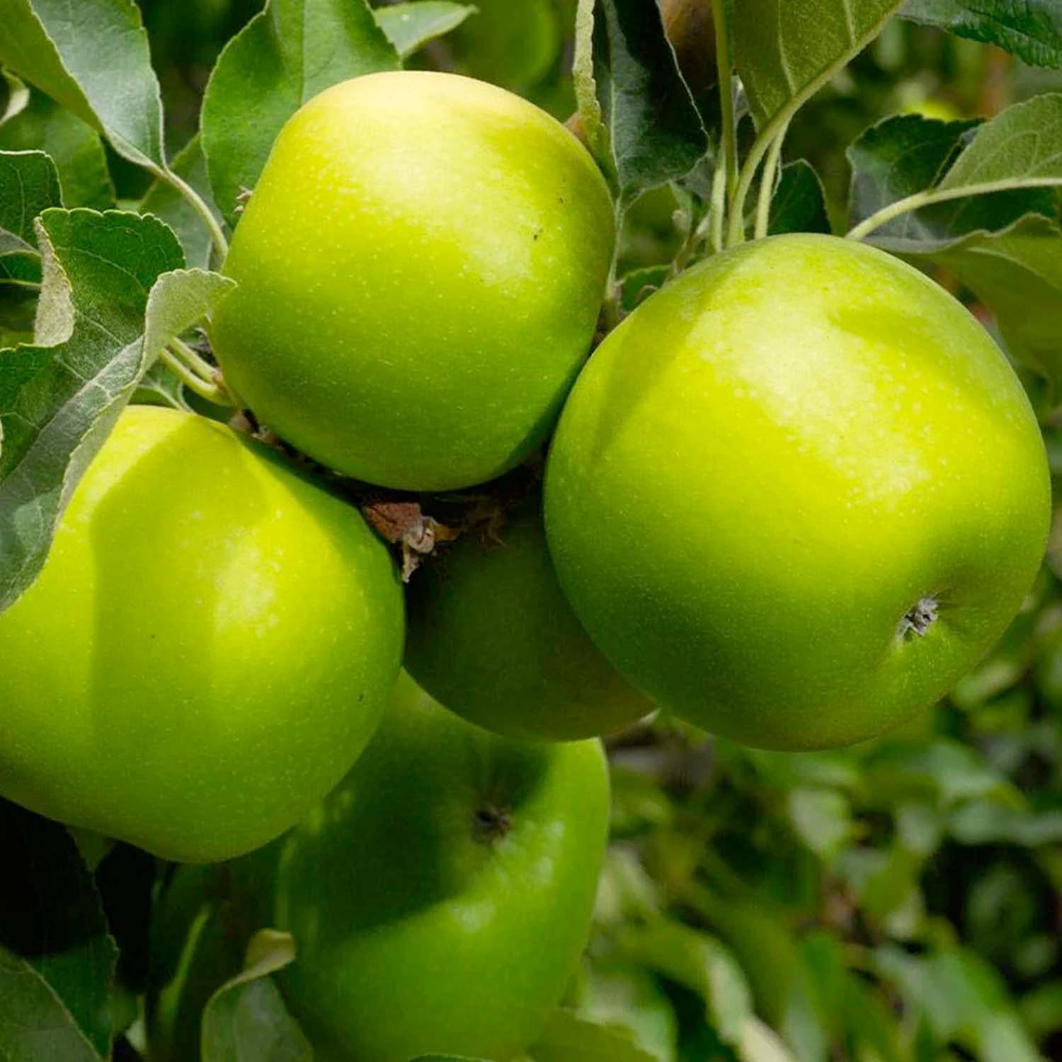 Apple 'Granny Smith' - Semi-Dwarf - #5 Gallon – Roger's Gardens