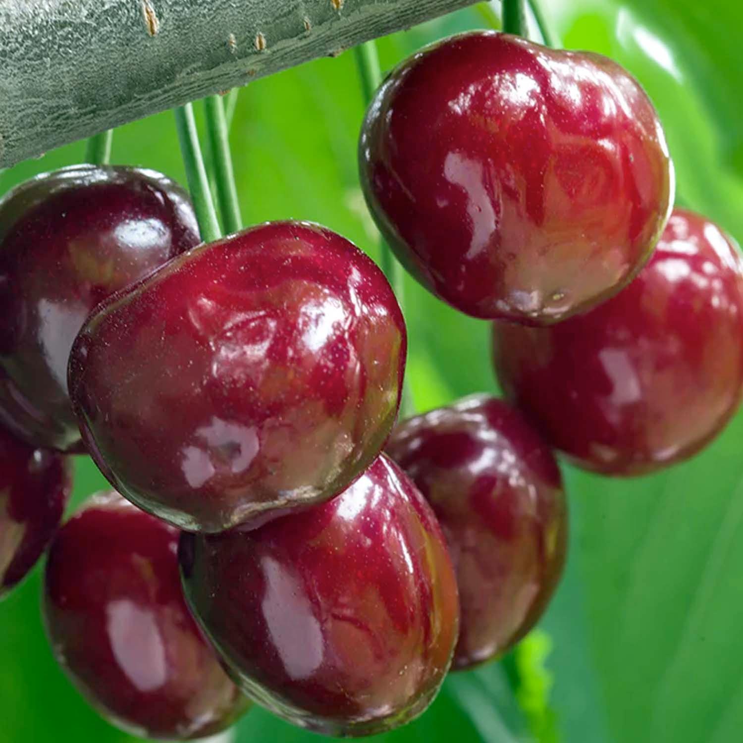 Cherry 'Stella' - Semi-Dwarf - #5 Gallon – Roger's Gardens