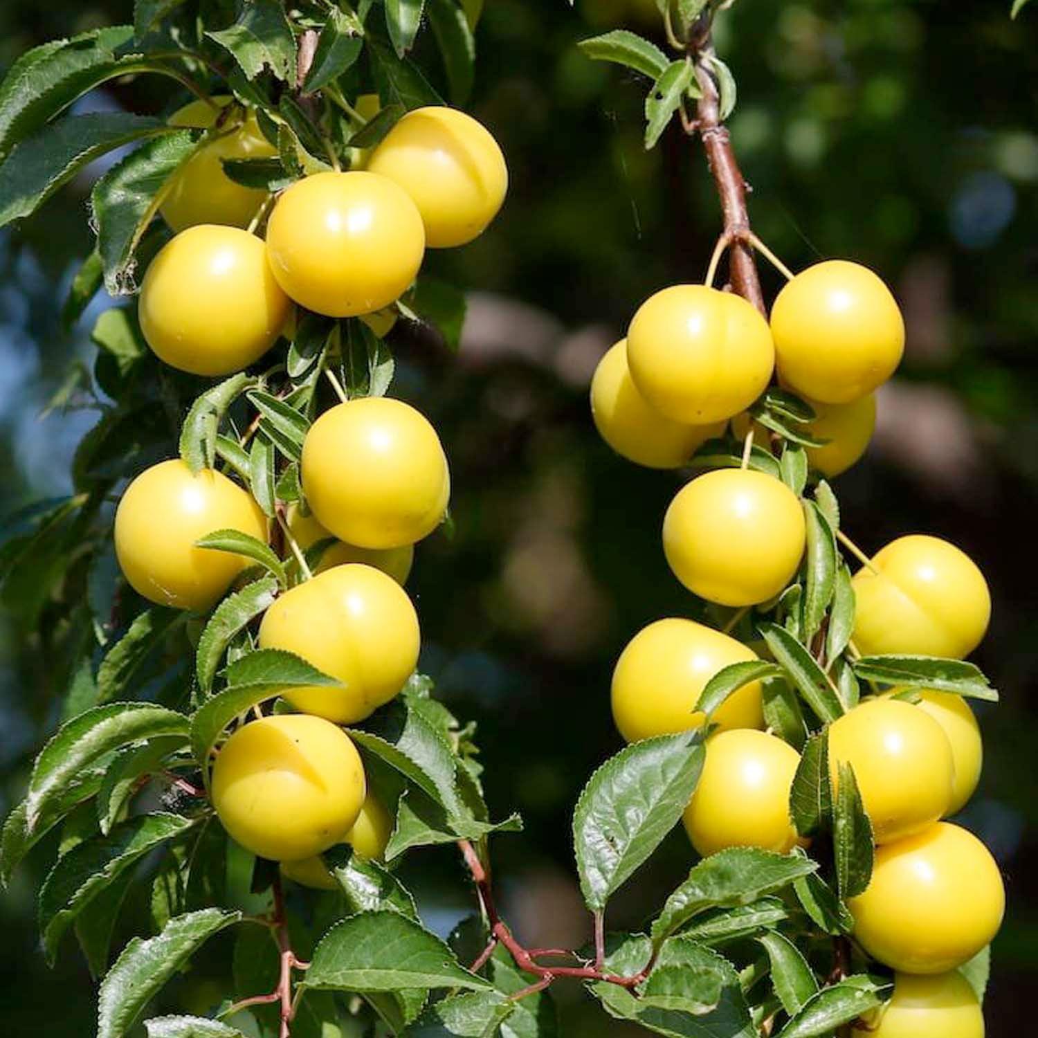 Plum 'Golden Nectar' - Semi-Dwarf - #5 Gallon – Roger's Gardens