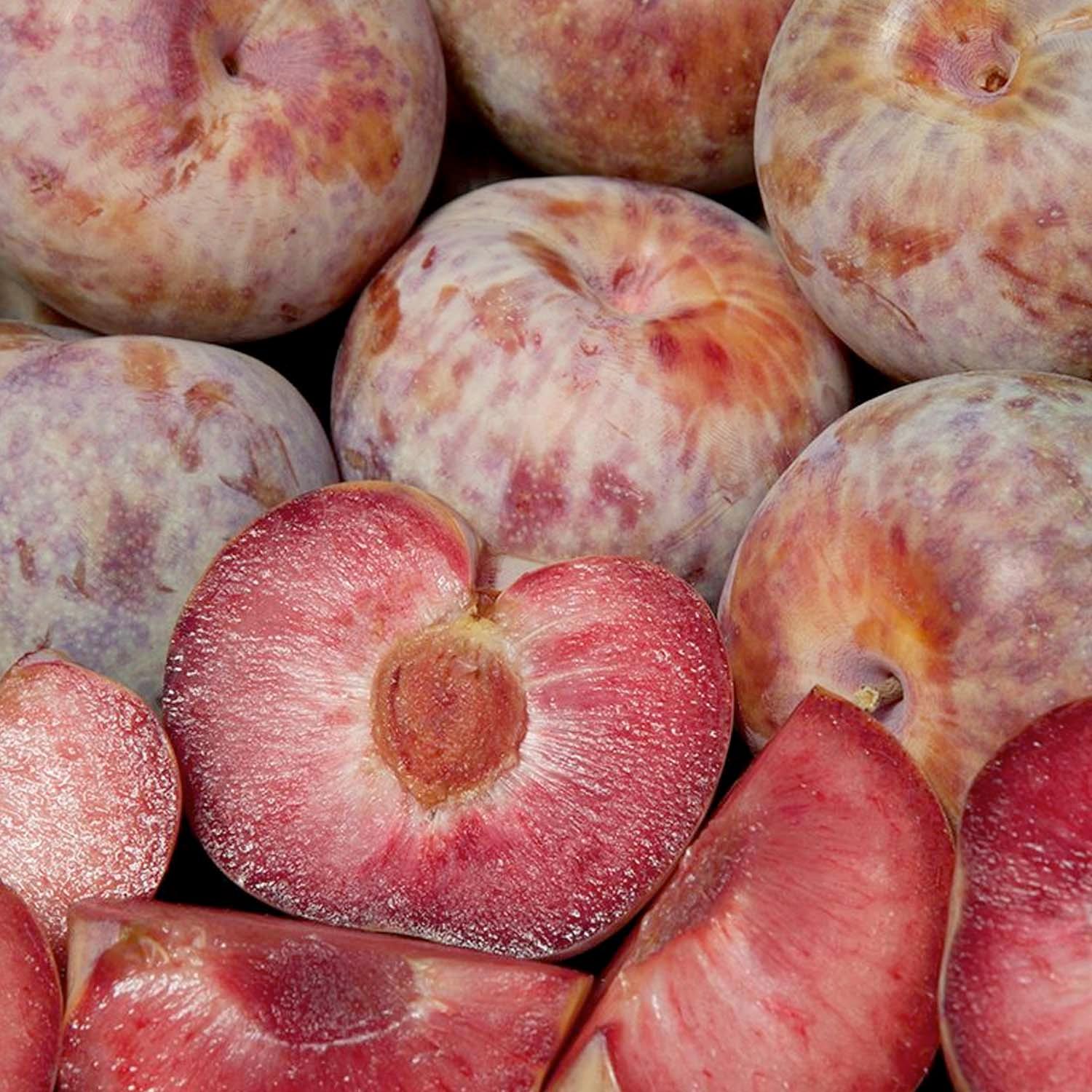Pluot 'Dapple Dandy' - Semi-Dwarf - #5 Gallon – Roger's Gardens
